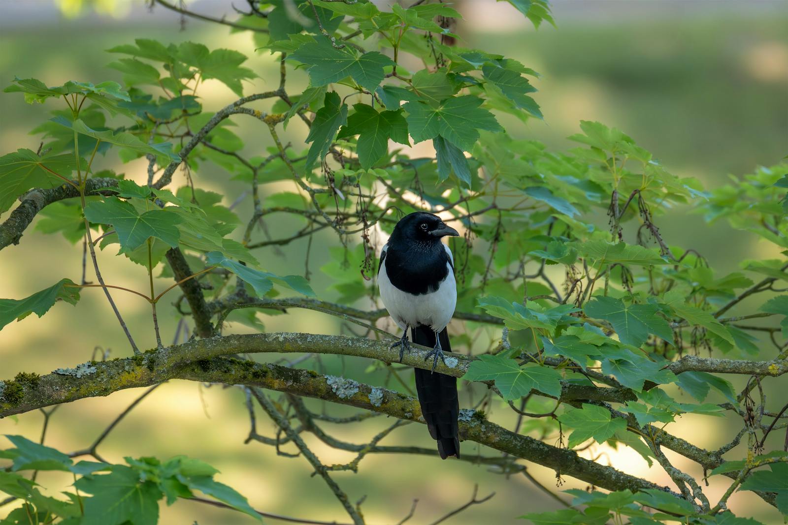 Magpie Photos, Download The BEST Free Magpie Stock Photos & HD Images
