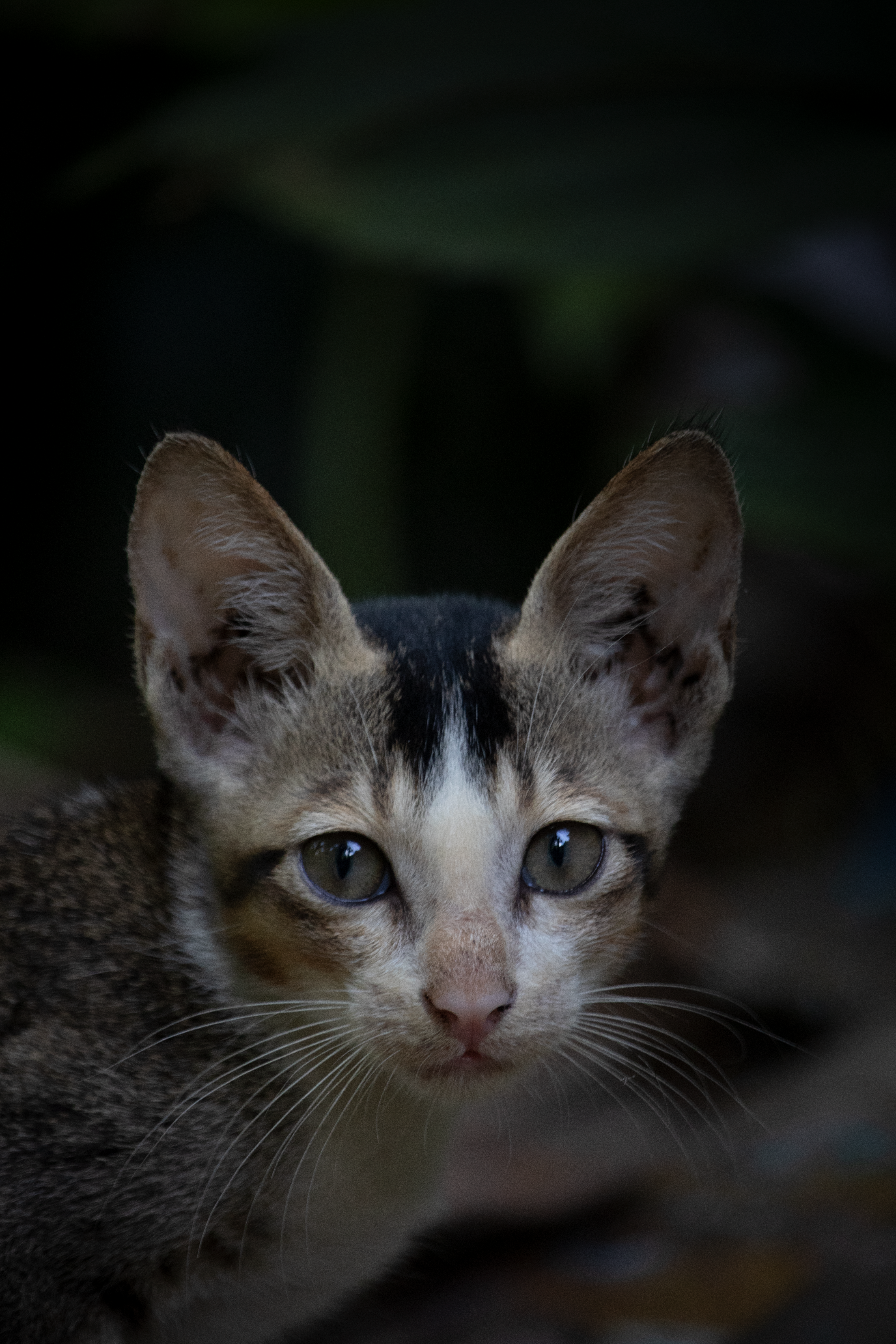 Billi Photos, Download The BEST Free Billi Stock Photos & HD Images