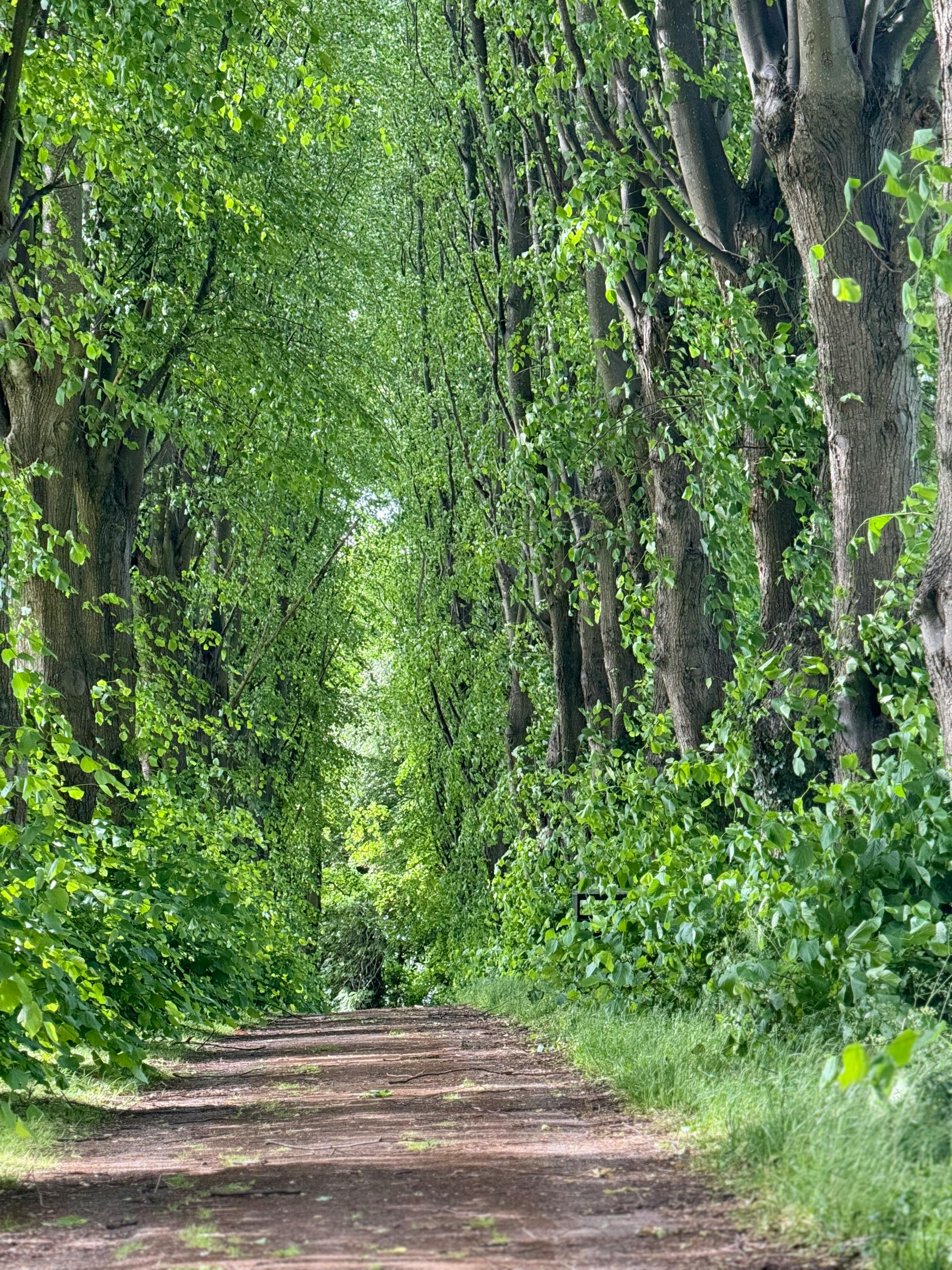 Lush Green Tree Tunnel Path in London · Free Stock Photo