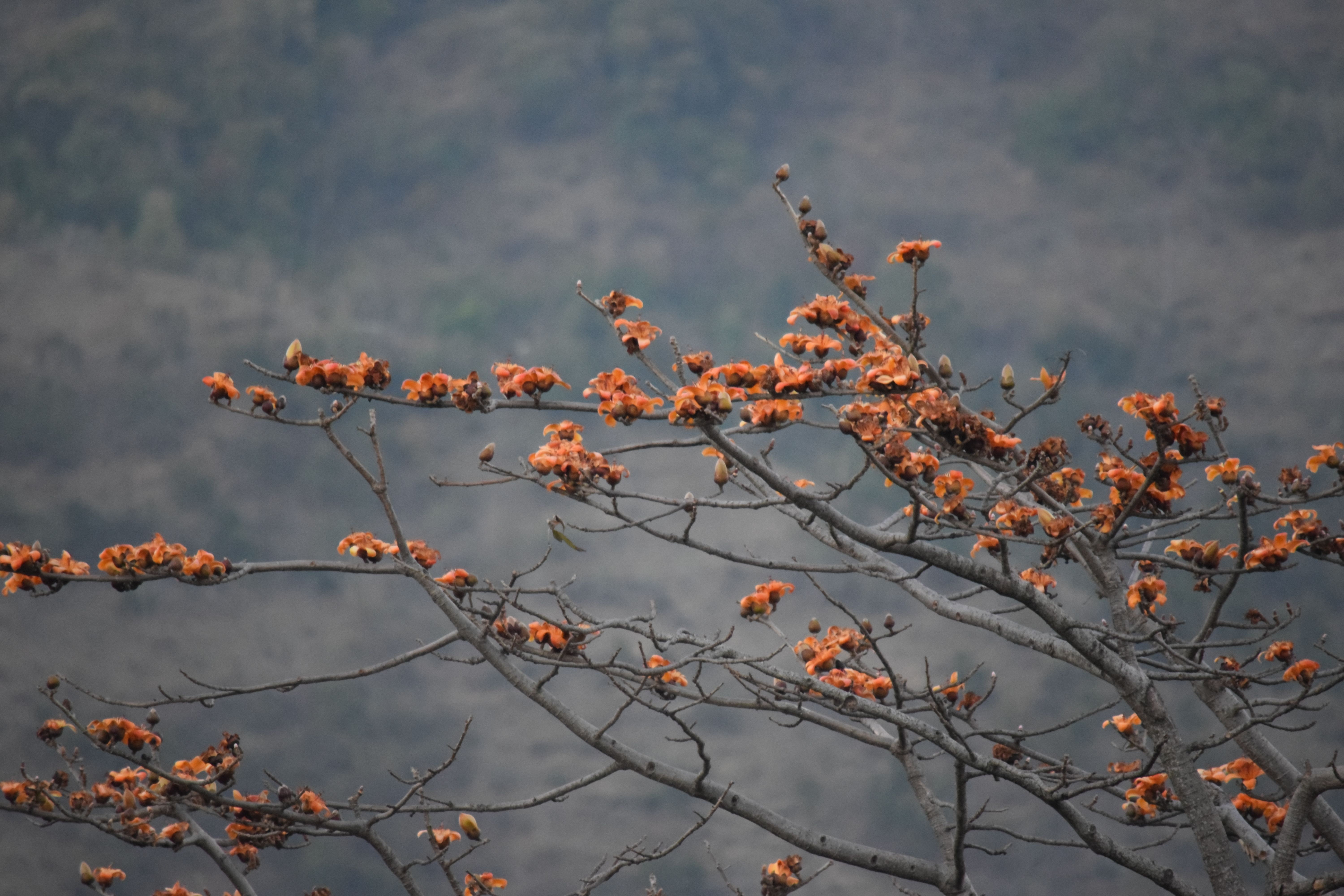 Flor De Naranja Florece En La Rama De Un árbol En La Naturaleza · Foto ...