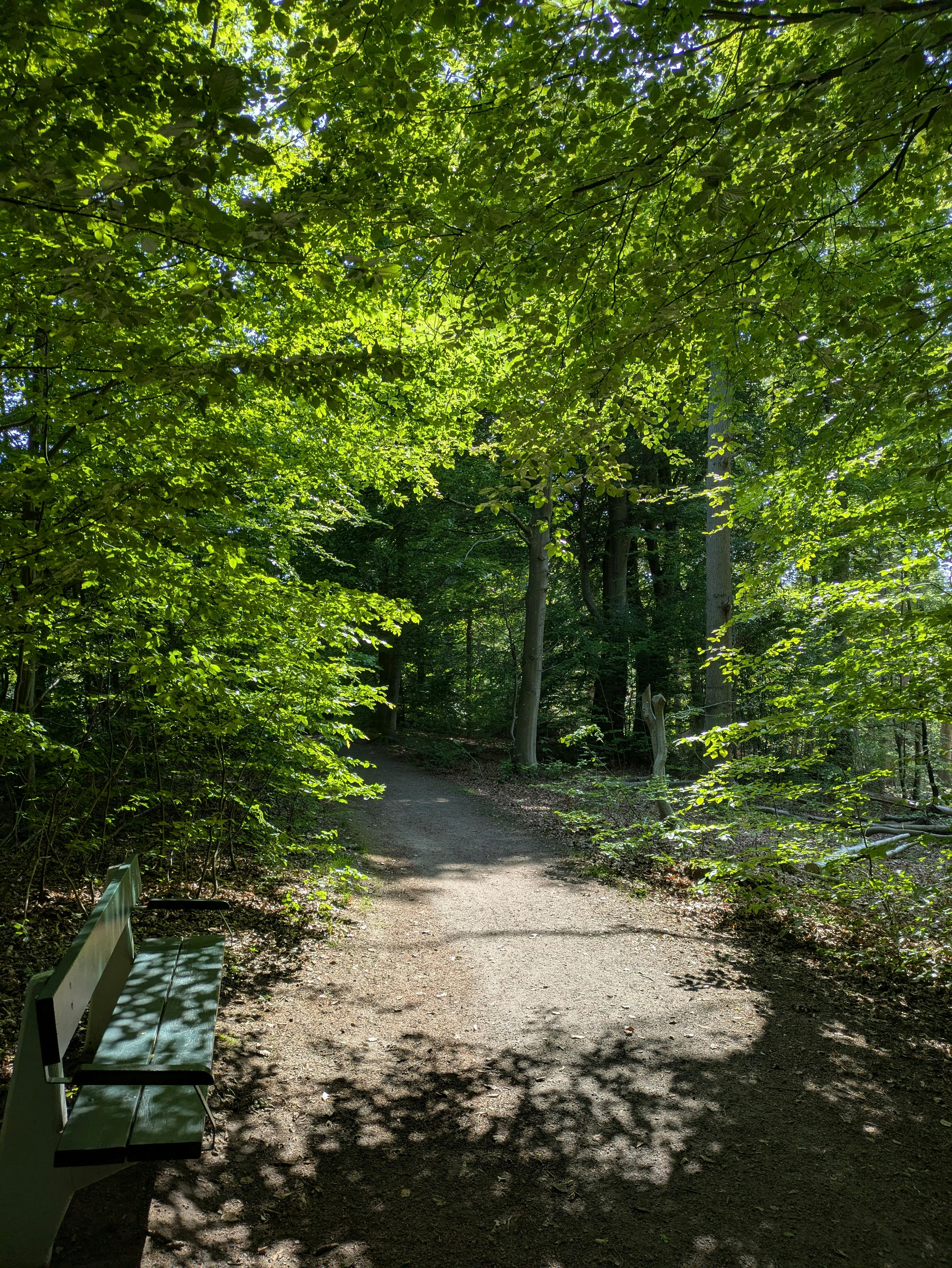 Scared Walk In The Forest Photos, Download The BEST Free Scared Walk In ...