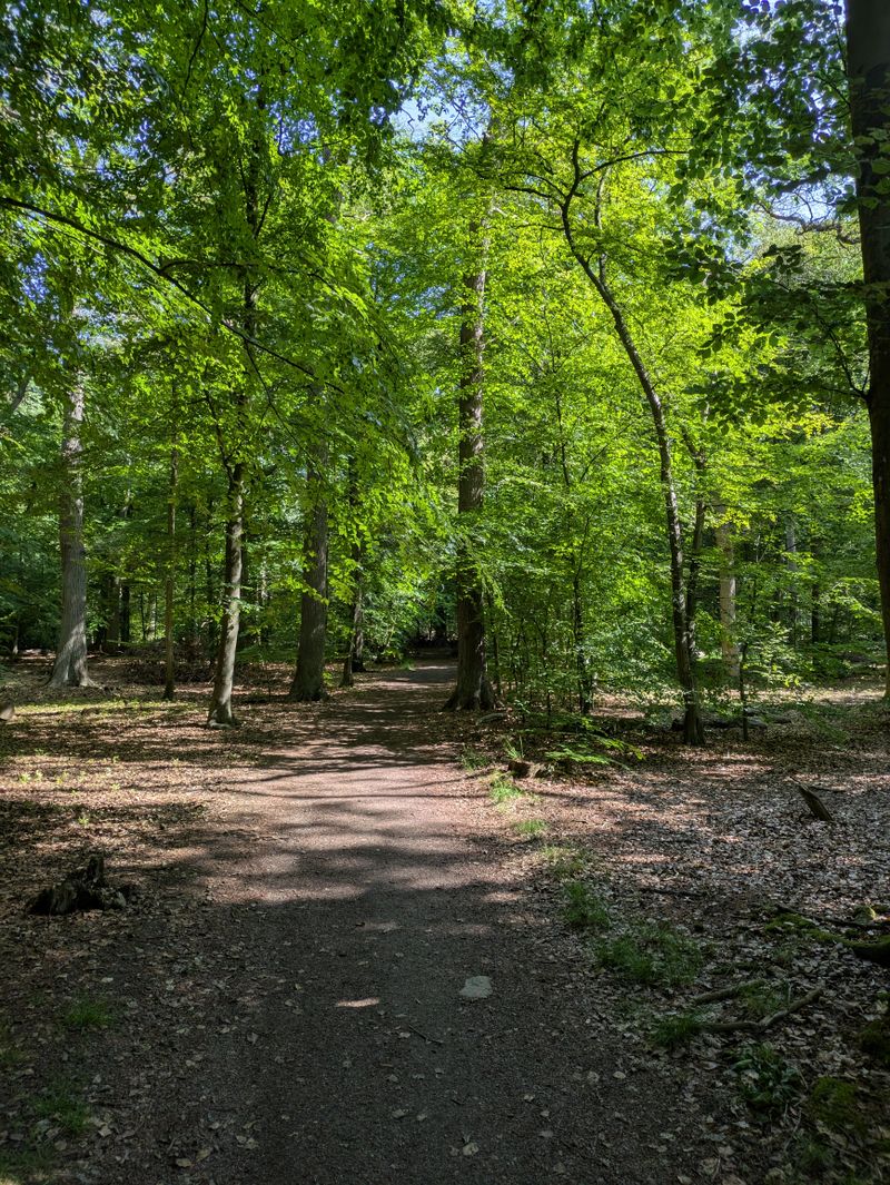 Forest Walk Photos, Download The BEST Free Forest Walk Stock Photos ...