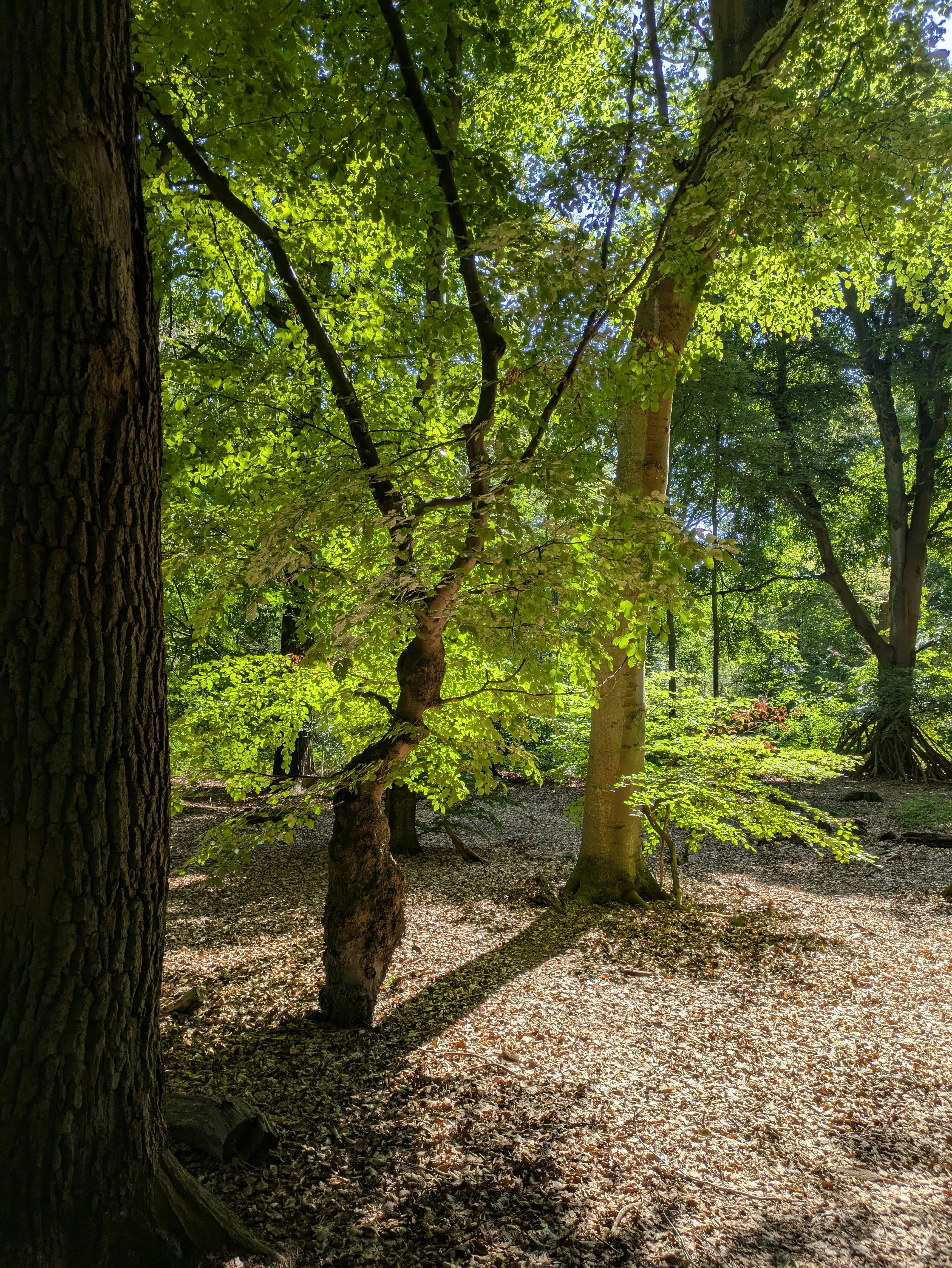 Oxygen+Cycle Photos, Download The BEST Free Oxygen+Cycle Stock Photos ...