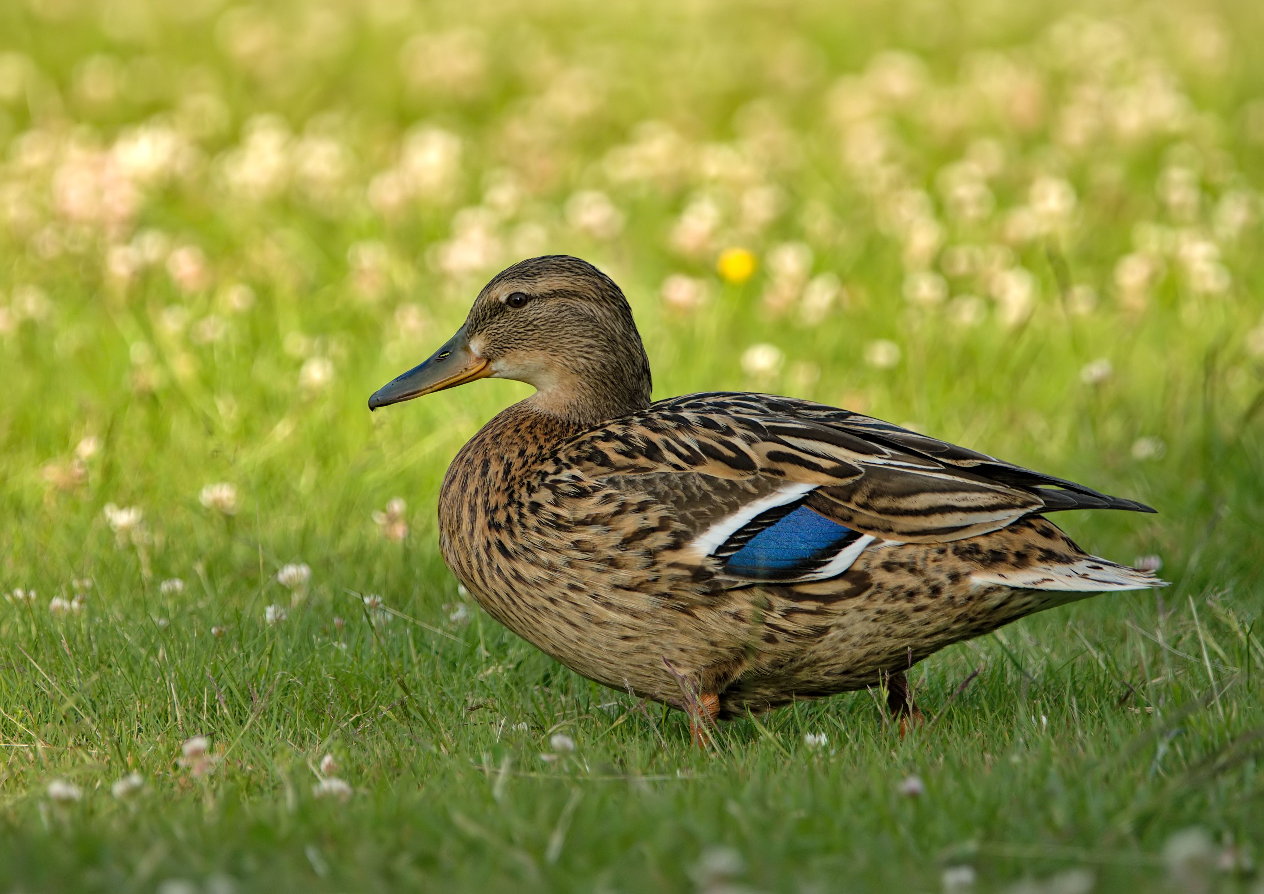 Wild Mallard Duck in Summer Grass · Free Stock Photo