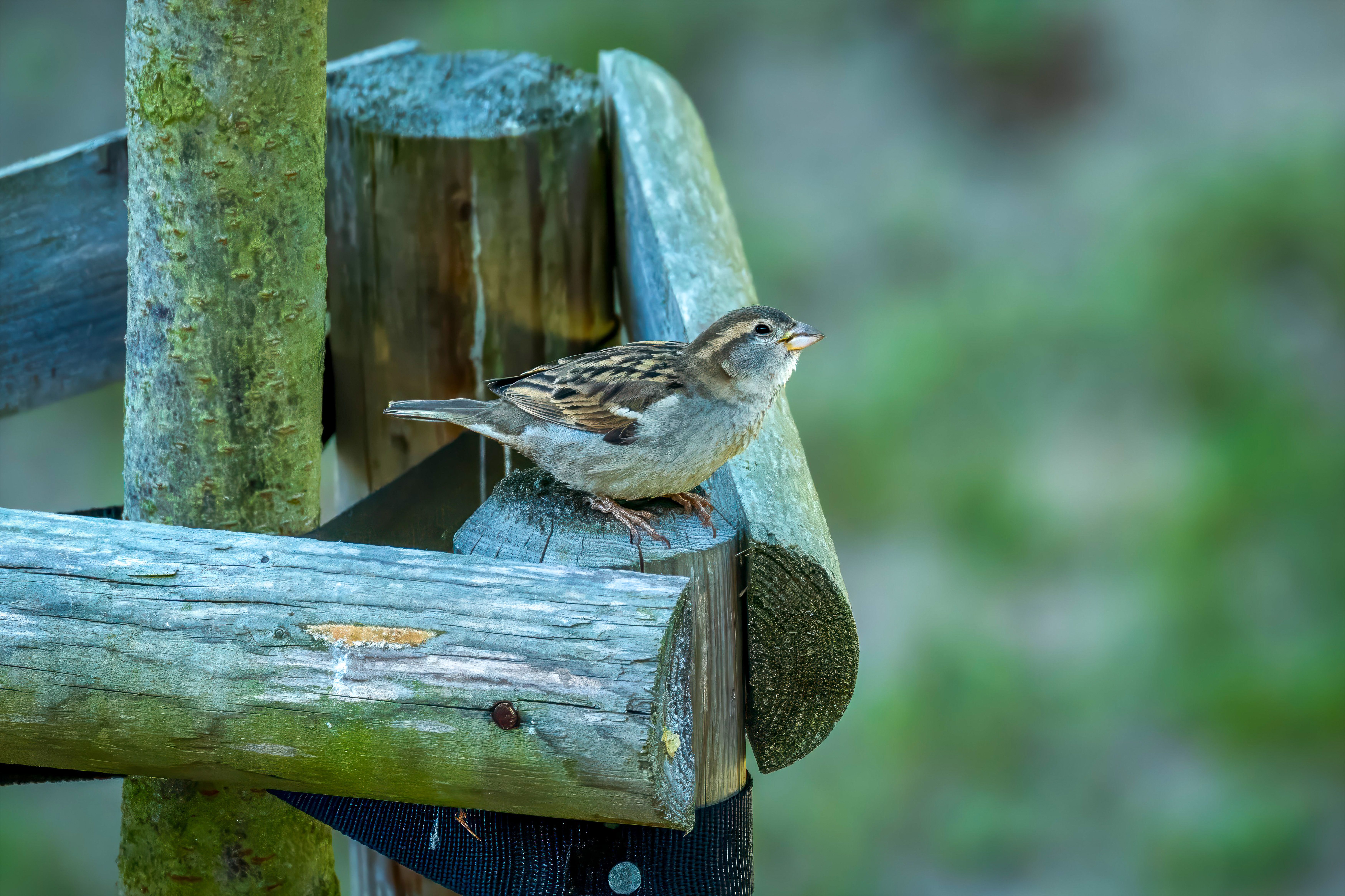 Close-up of a Sparrow on Wooden Fence Outdoors · Free Stock Photo