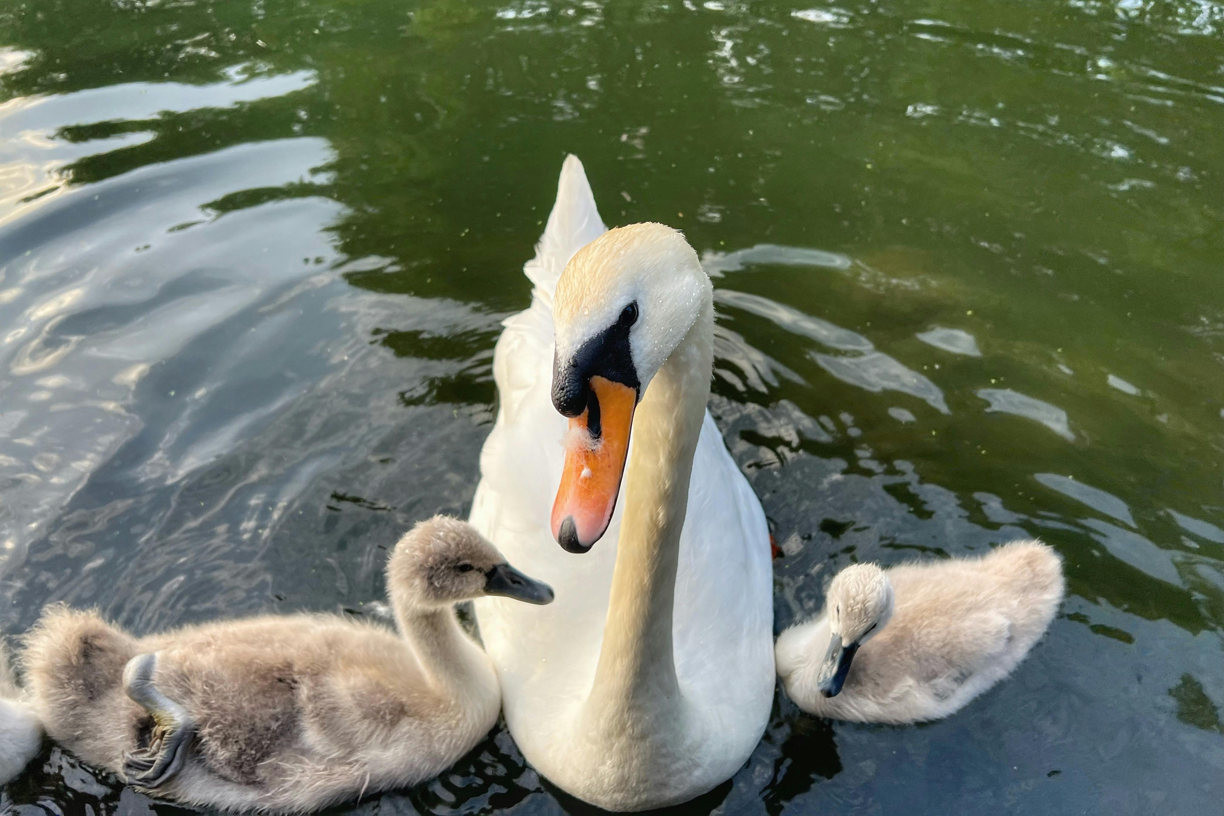 Birds Jpeg Photos, Download The BEST Free Birds Jpeg Stock Photos & HD ...