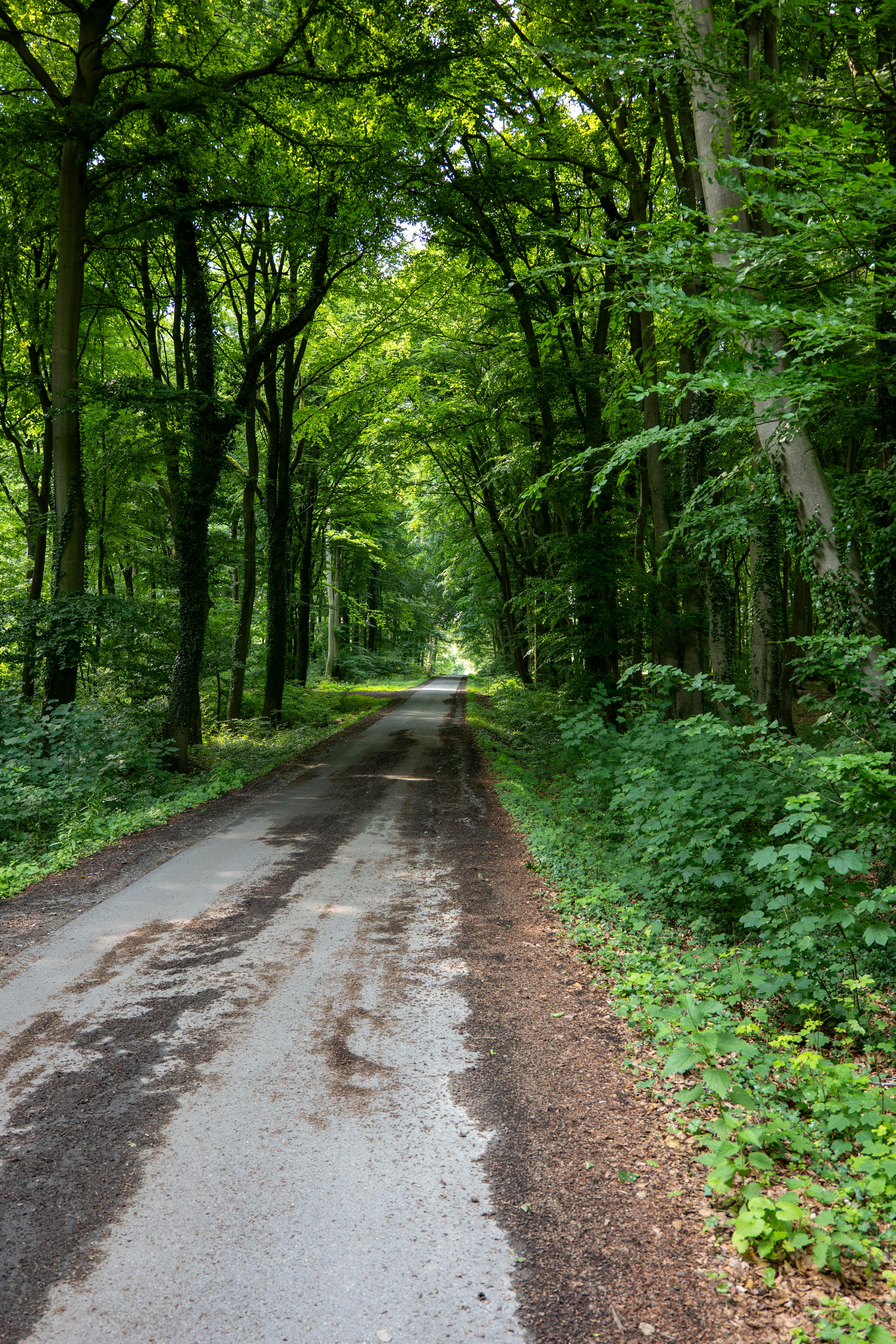 Jalur Hutan Indah Dengan Pepohonan Hijau Yang Rimbun · Foto Stok Gratis