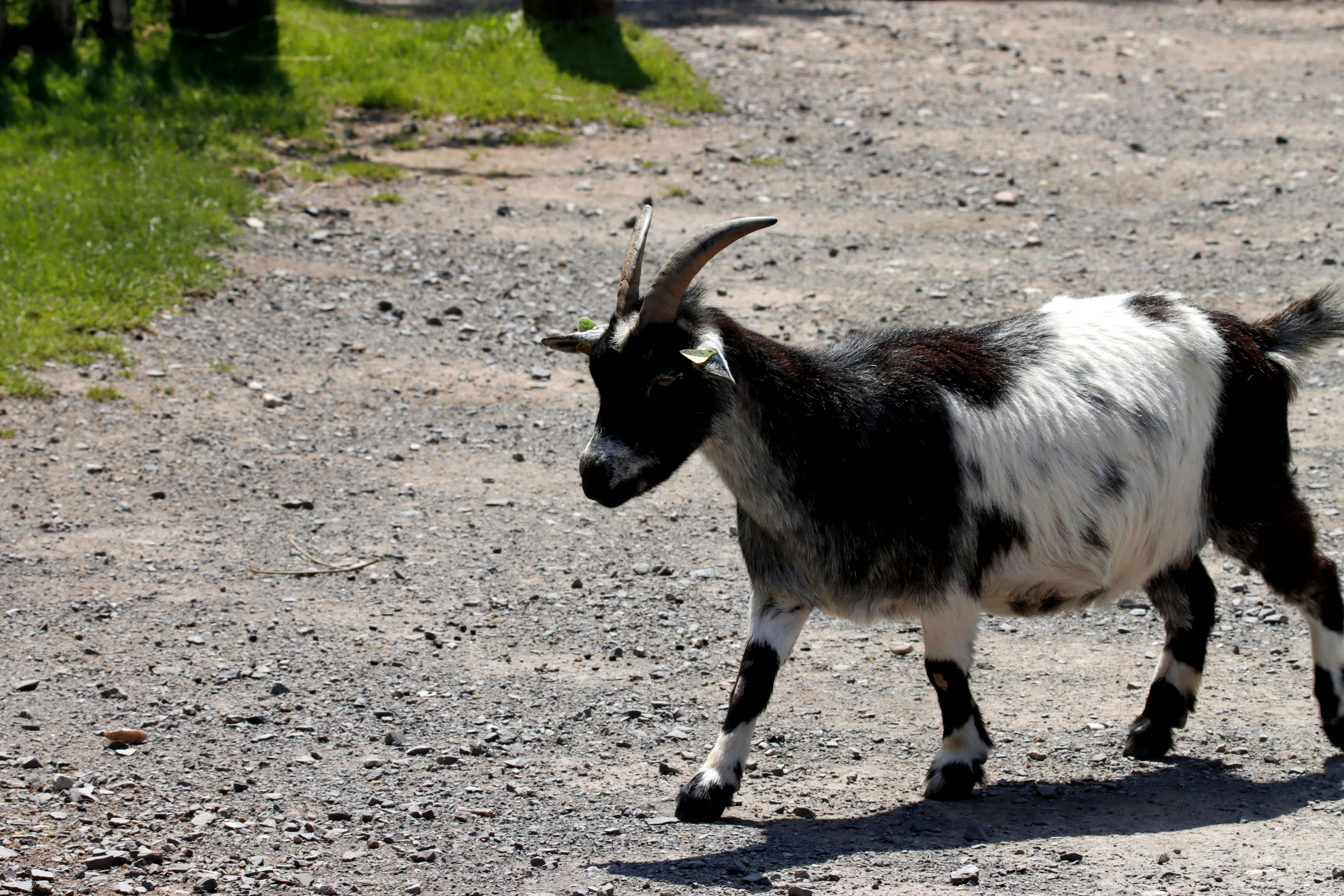 Spotted Goat on Rural Gravel Path Outdoors · Free Stock Photo