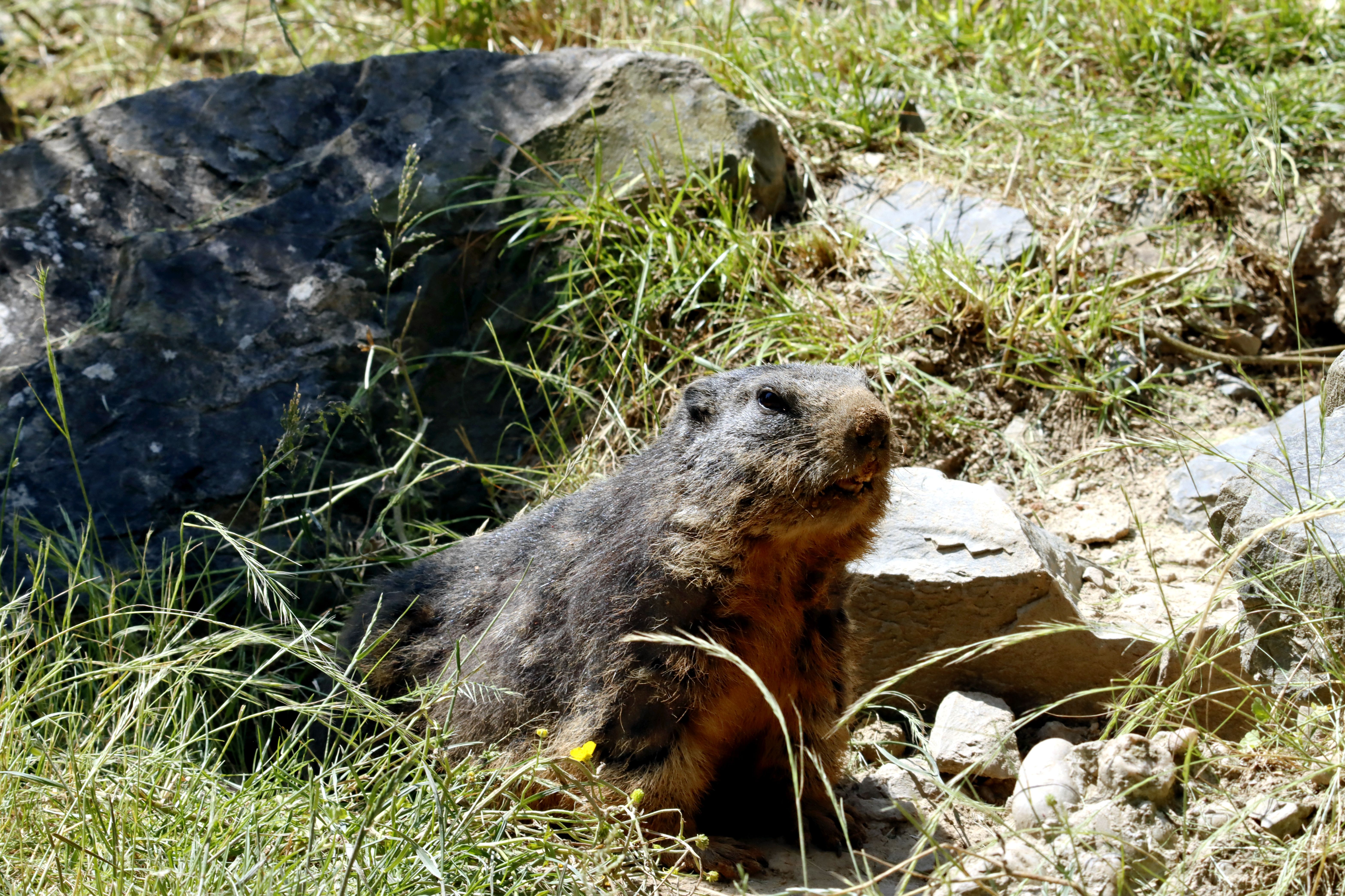 Marmot in Natural Rocky Habitat Outdoors · Free Stock Photo