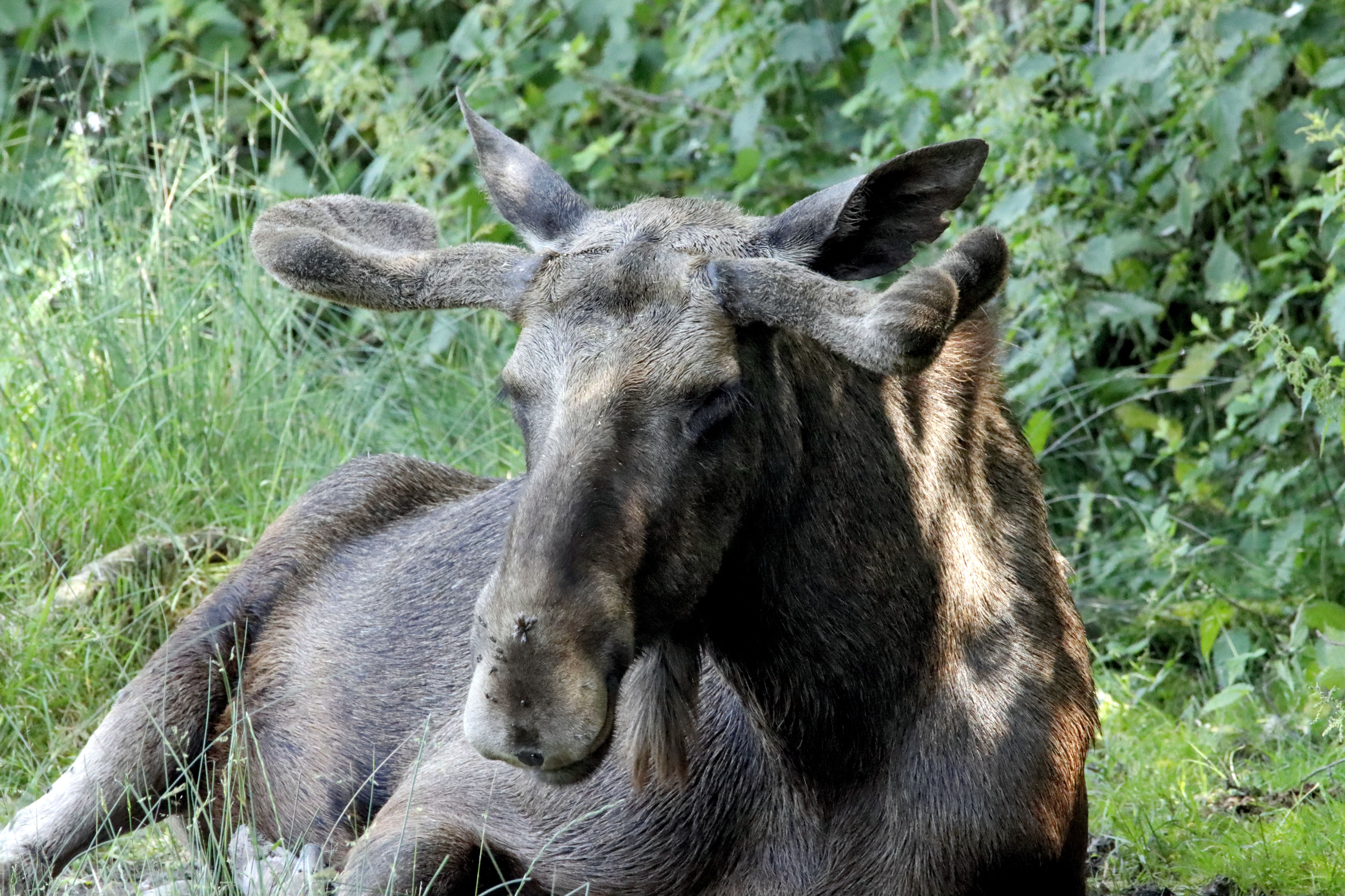 Close-up of a Moose Resting in Lush Forest · Free Stock Photo