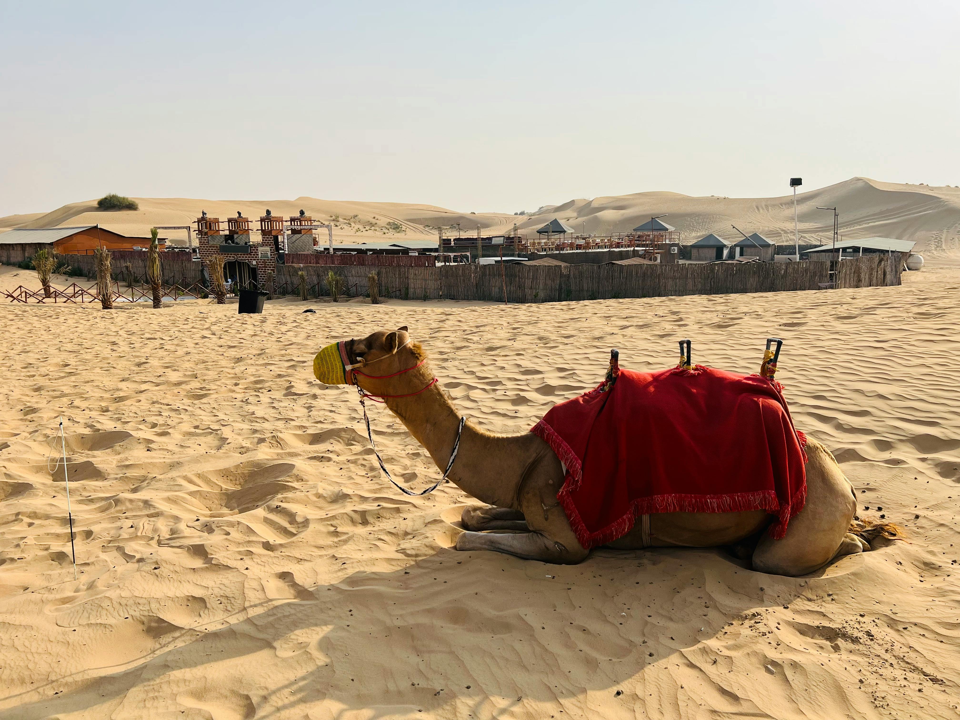 Camel Resting in Desert near Rural Settlement · Free Stock Photo