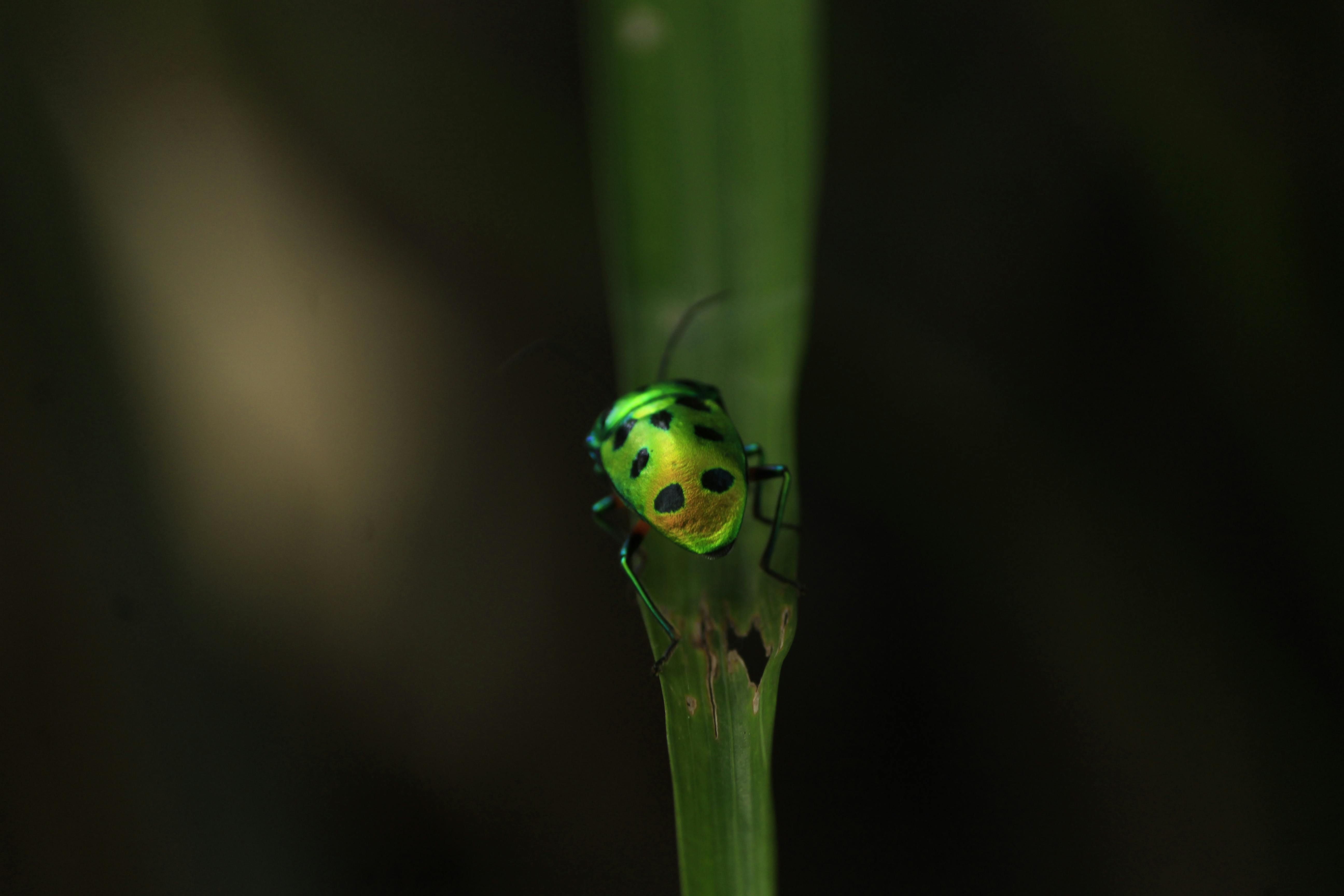 Bugs In Nature Photos, Download The BEST Free Bugs In Nature Stock ...