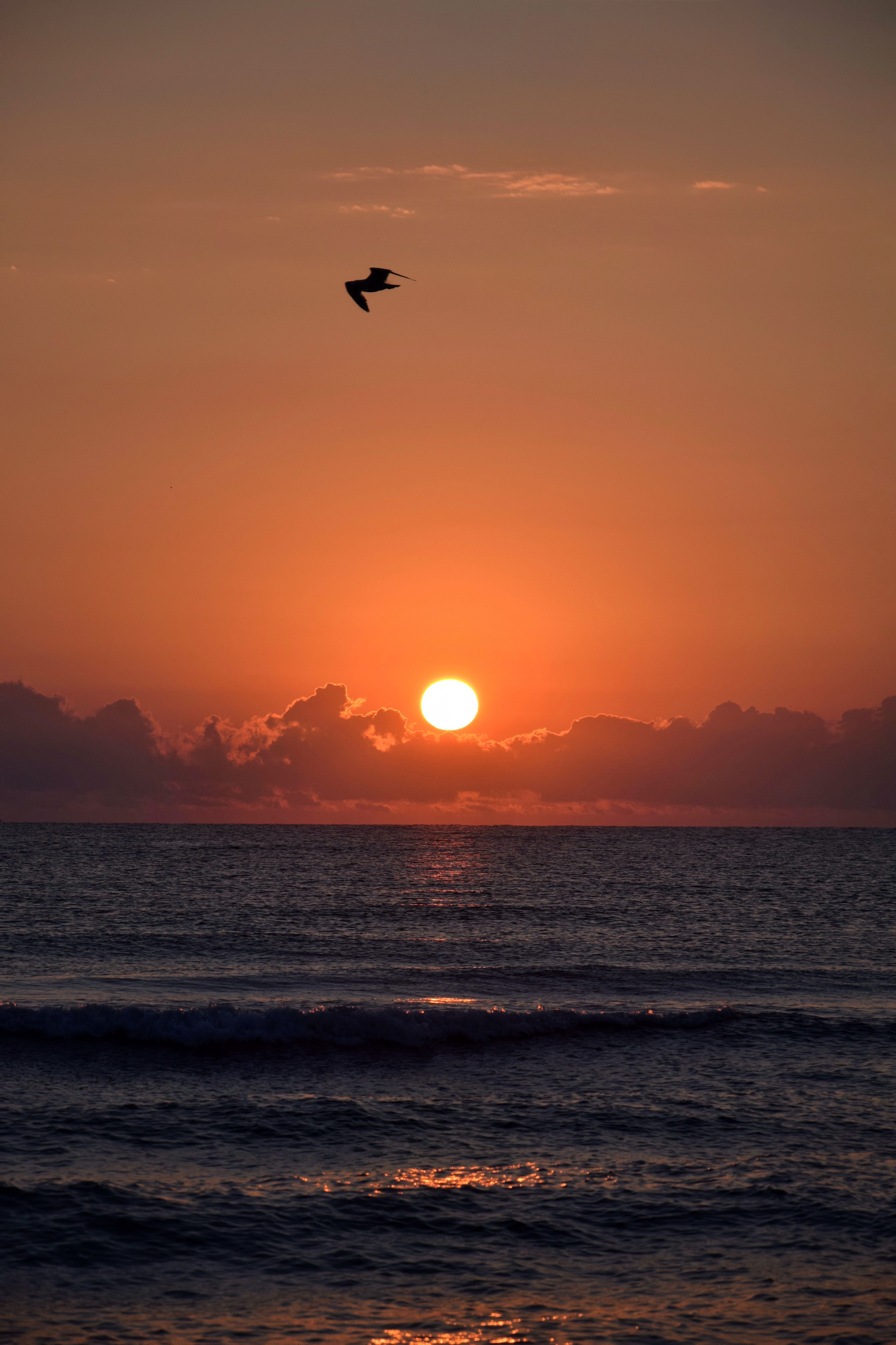 Serene Sunrise with Bird over Ocean Horizon · Free Stock Photo