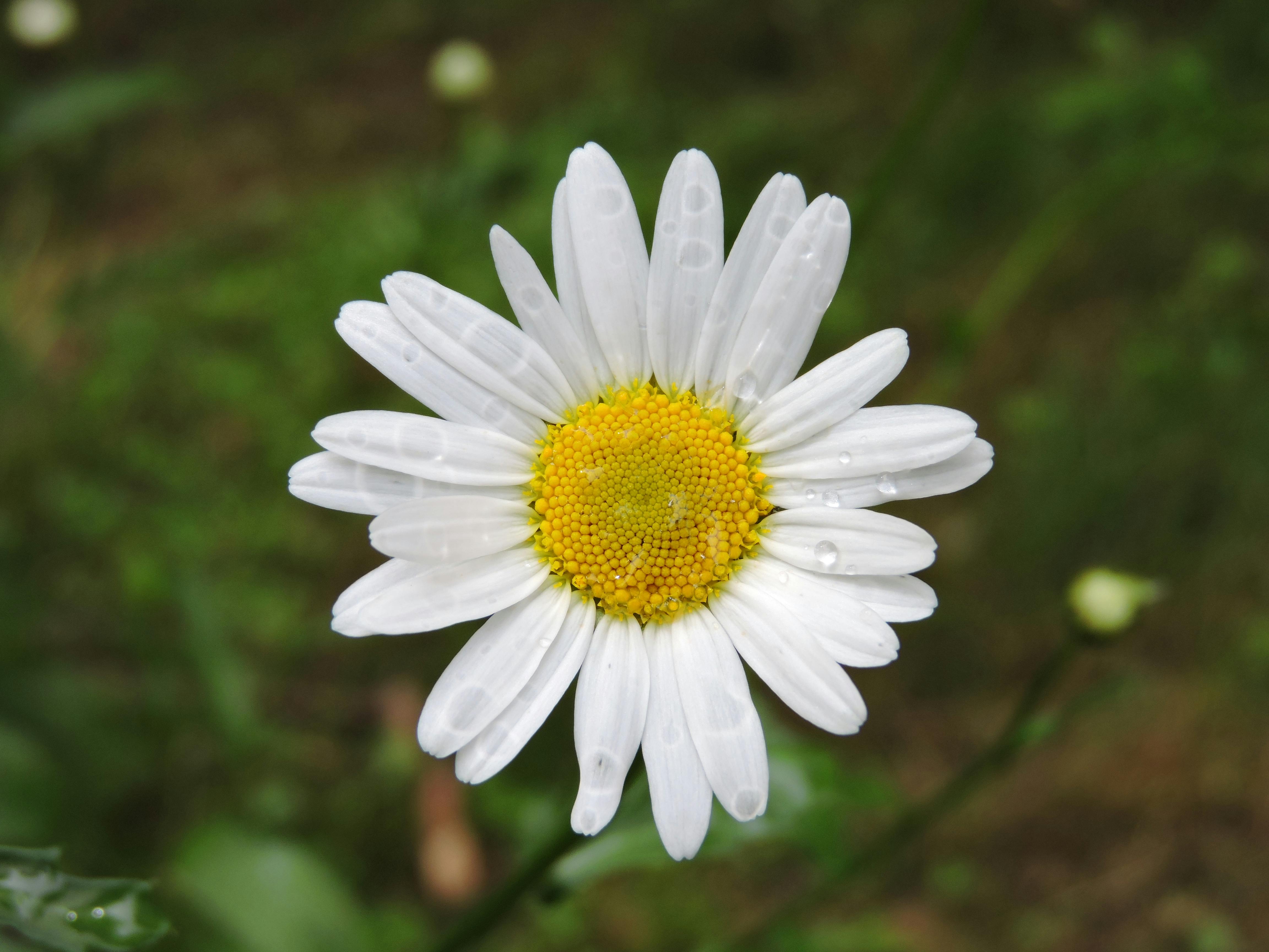Close-up of Daisy with Dew Drops · Free Stock Photo