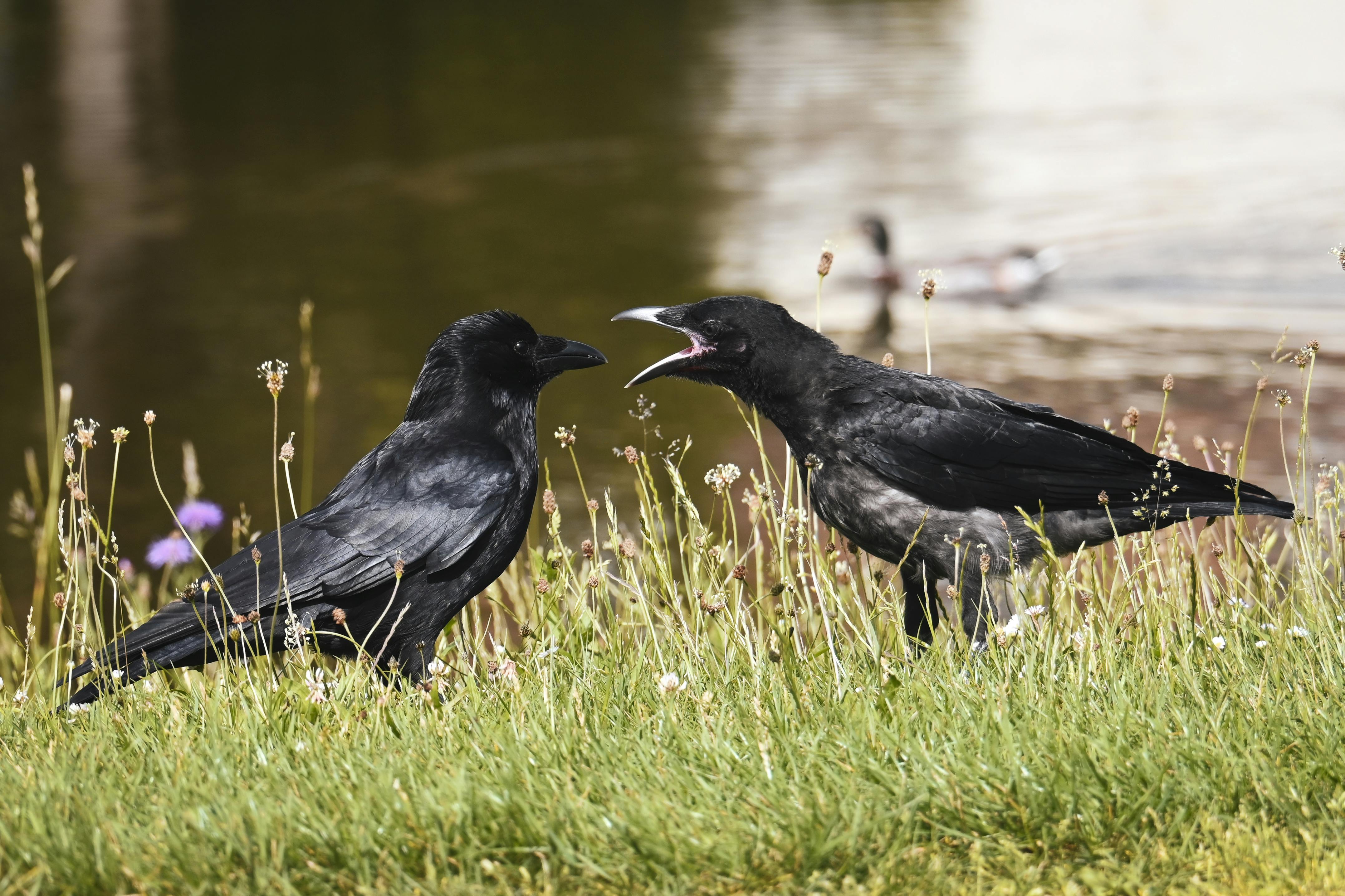 Crows Photos, Download The BEST Free Crows Stock Photos & HD Images