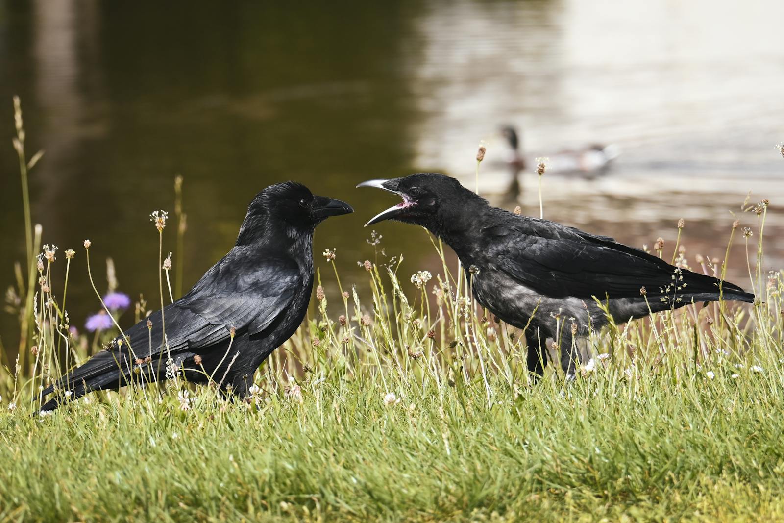 Crows Photos, Download The BEST Free Crows Stock Photos & HD Images