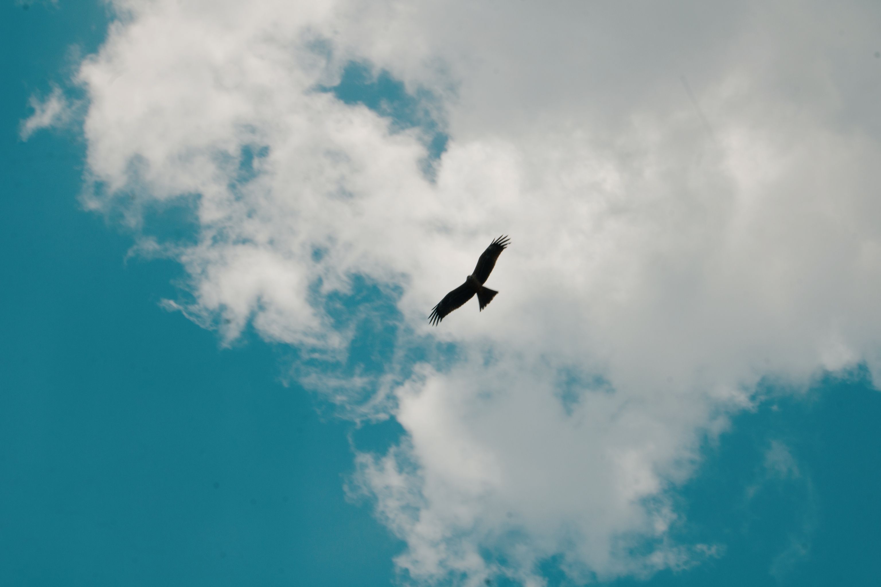 A Pigeon Flying Under Blue Sky · Free Stock Photo