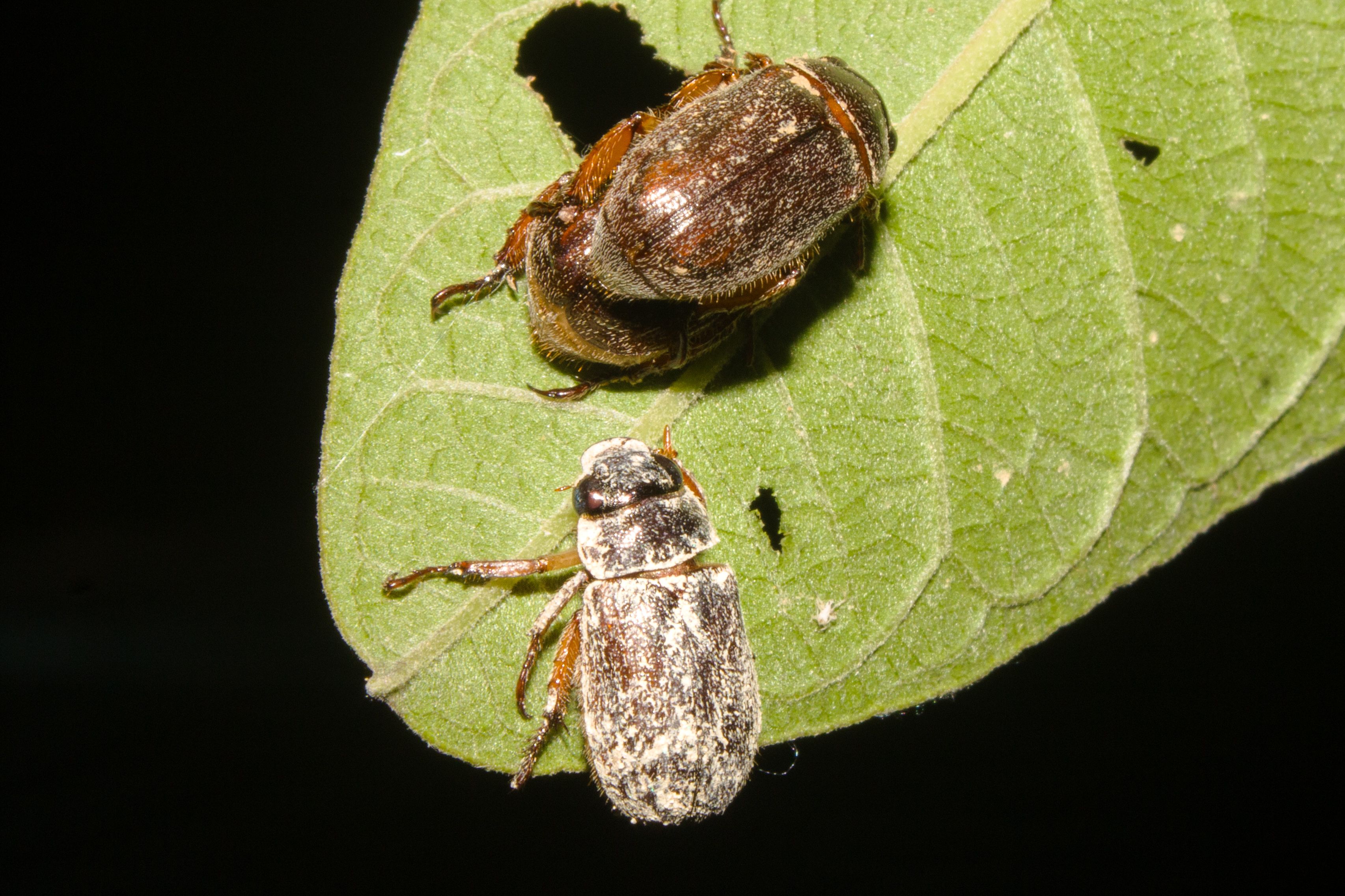 Macro Shot of Beetles on Leaf at Night · Free Stock Photo