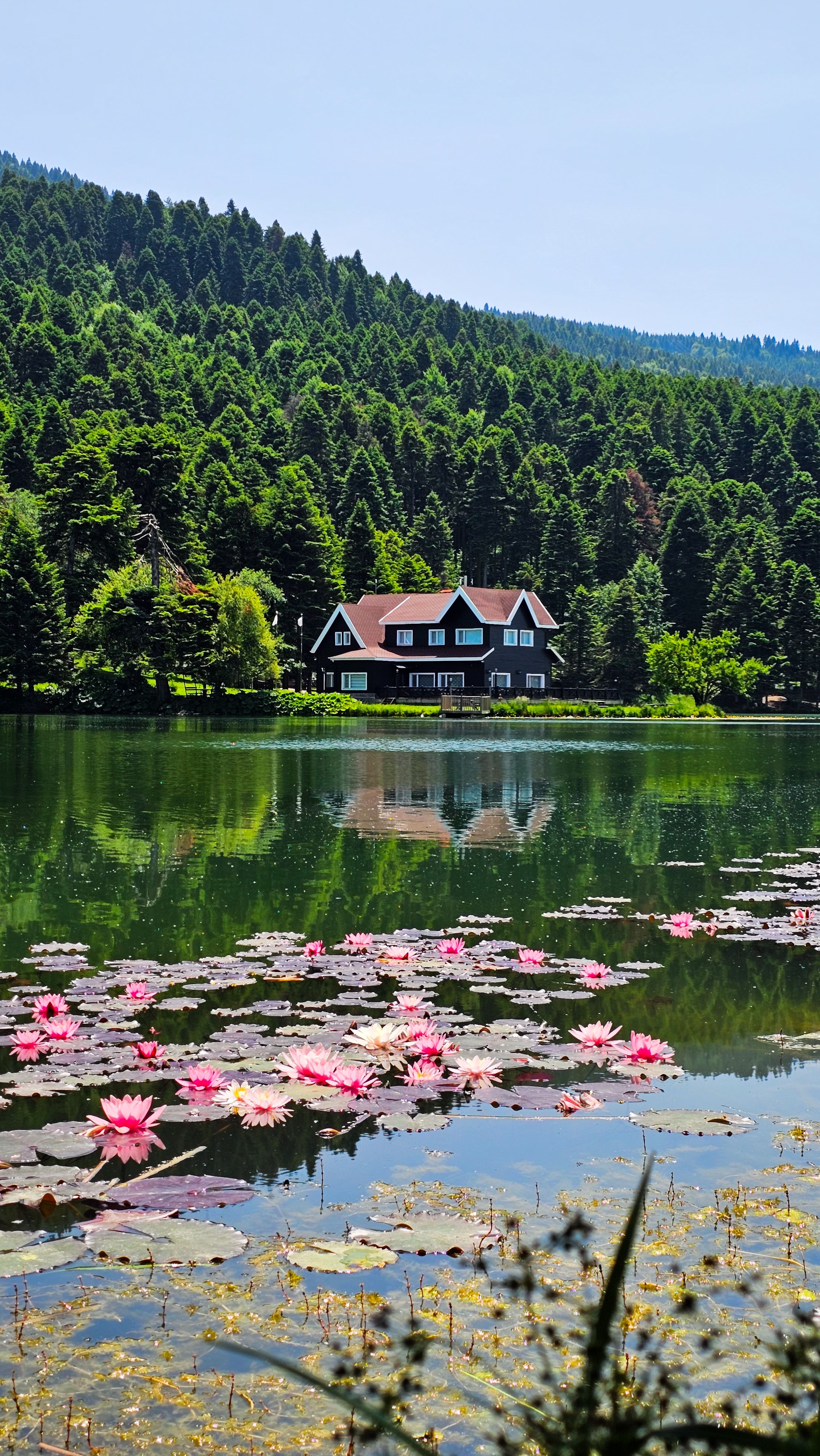 Charming Lakeside Cottage with Water Lilies · Free Stock Photo