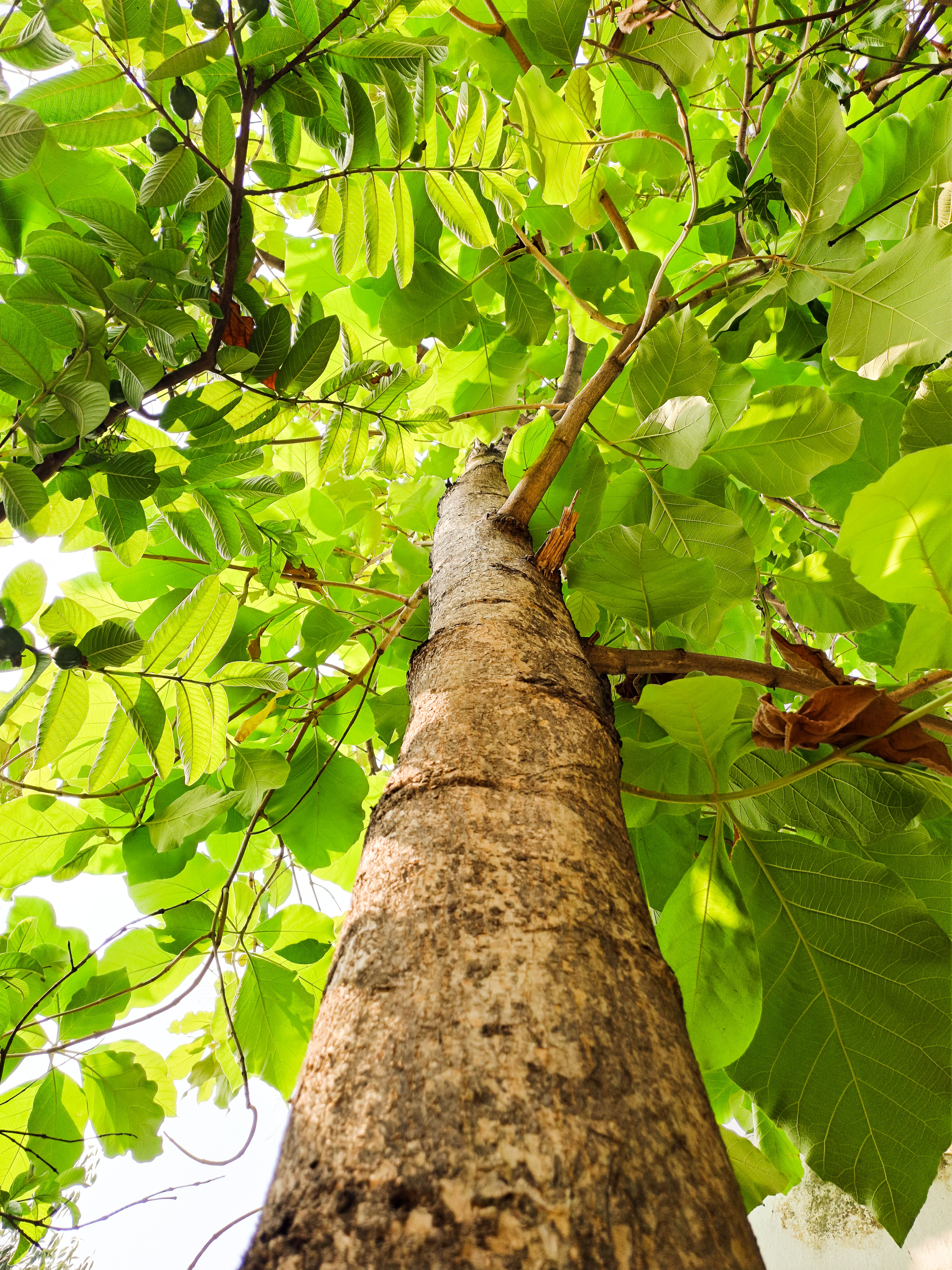 Vibrant Green Foliage and Tree Trunk View · Free Stock Photo