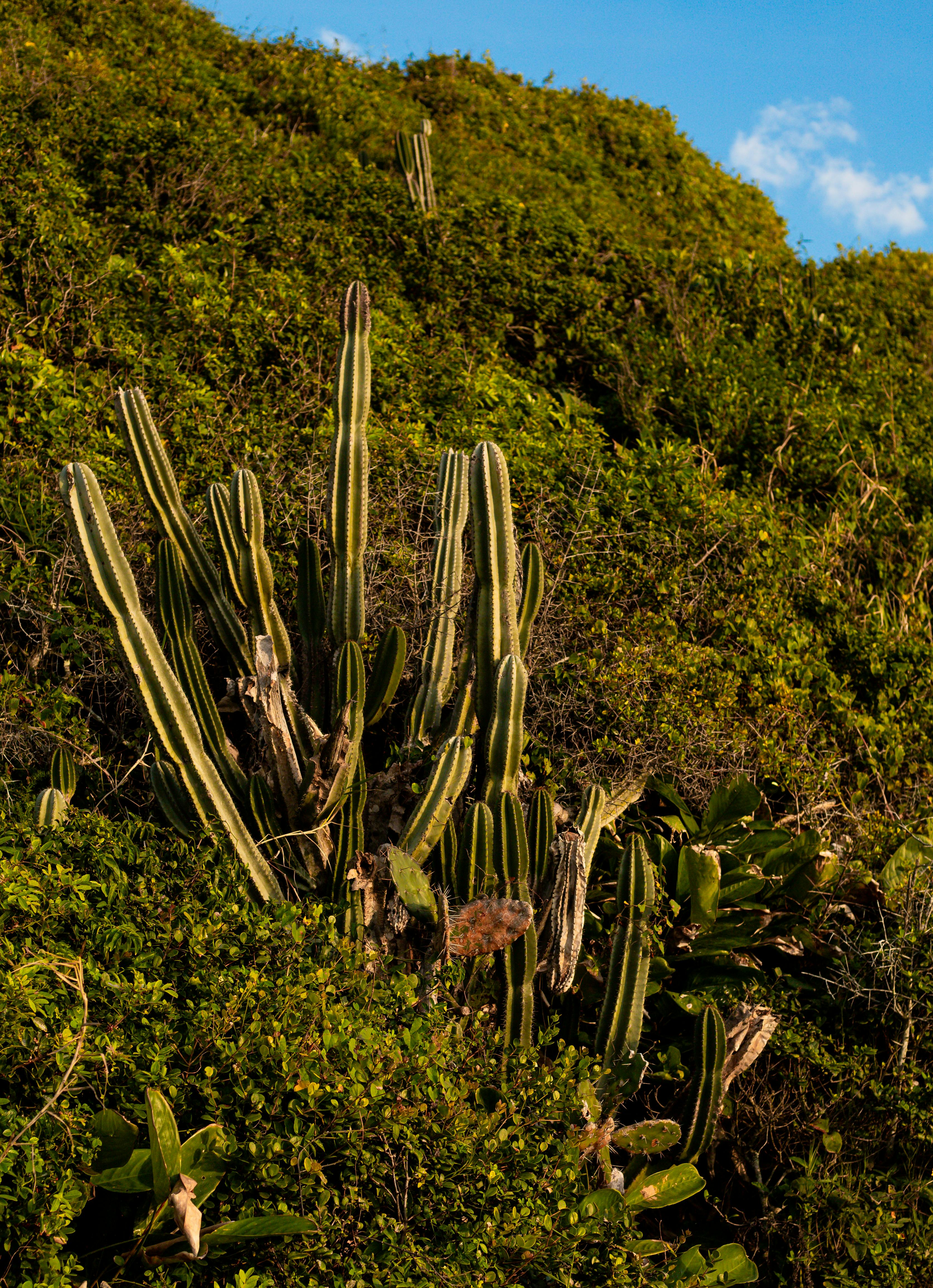 Brazilian Copal Photos, Download The BEST Free Brazilian Copal Stock ...