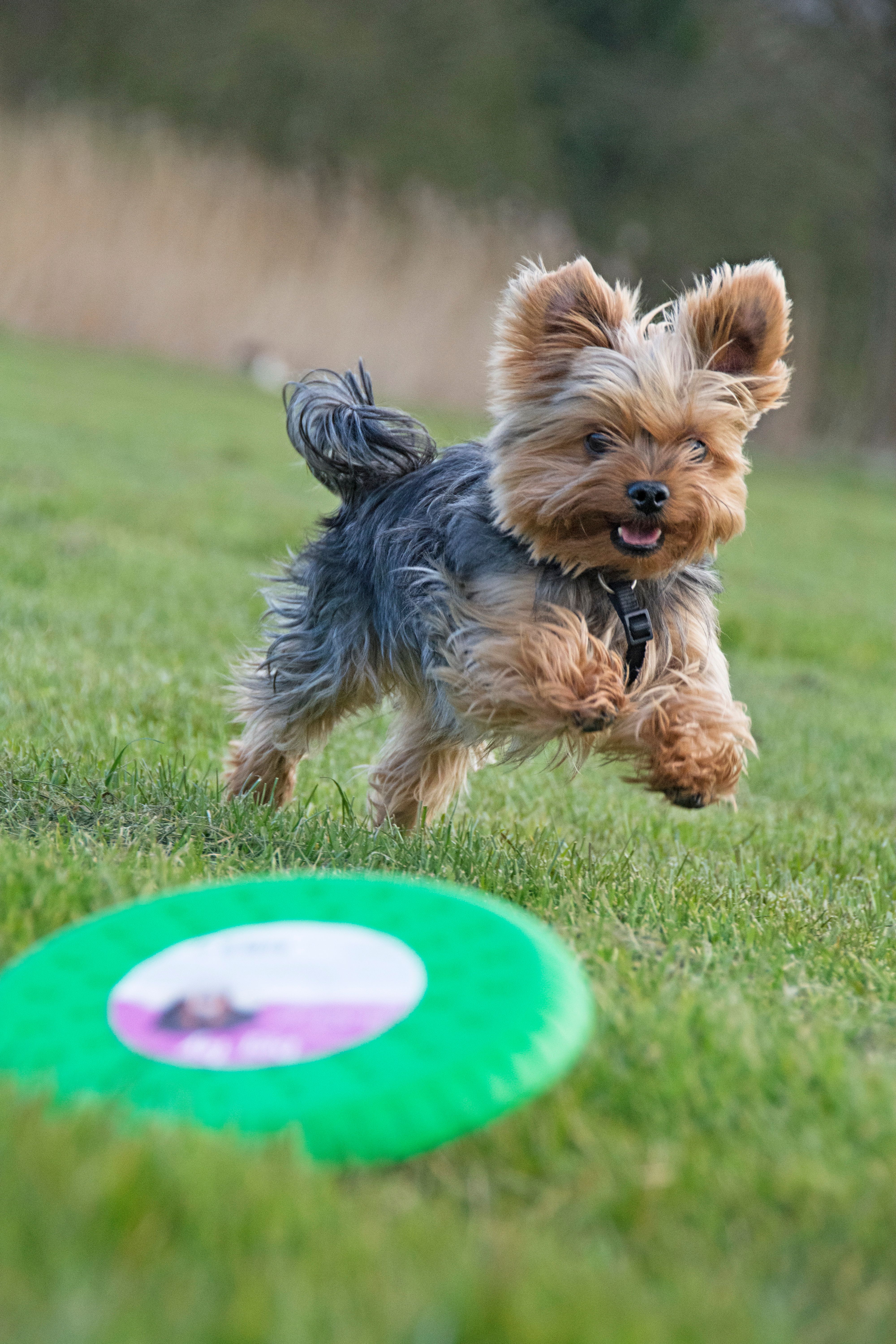 Energetic Yorkshire Terrier Playing with Frisbee · Free Stock Photo