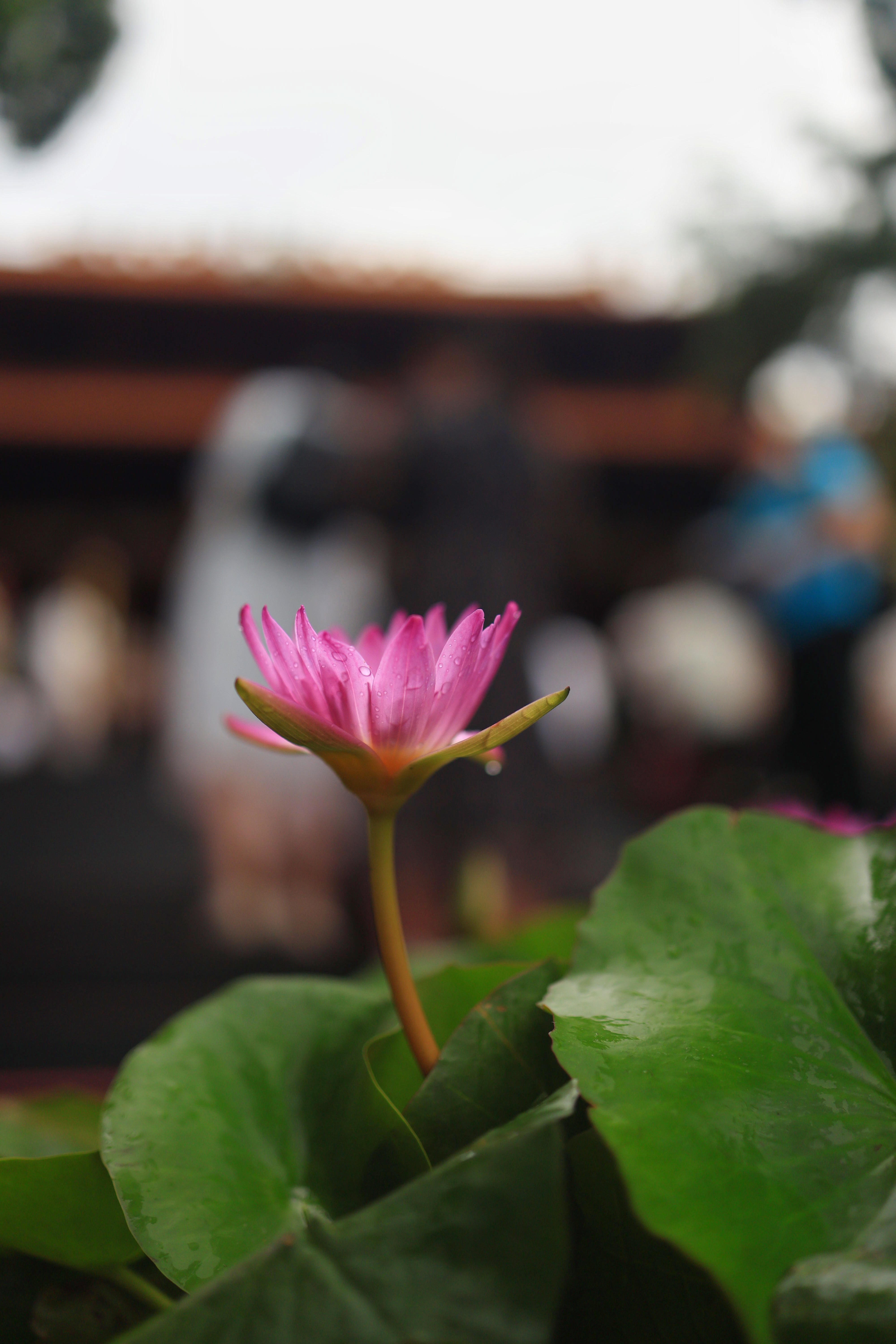 Vibrant Pink Lotus Blossom in Focus · Free Stock Photo