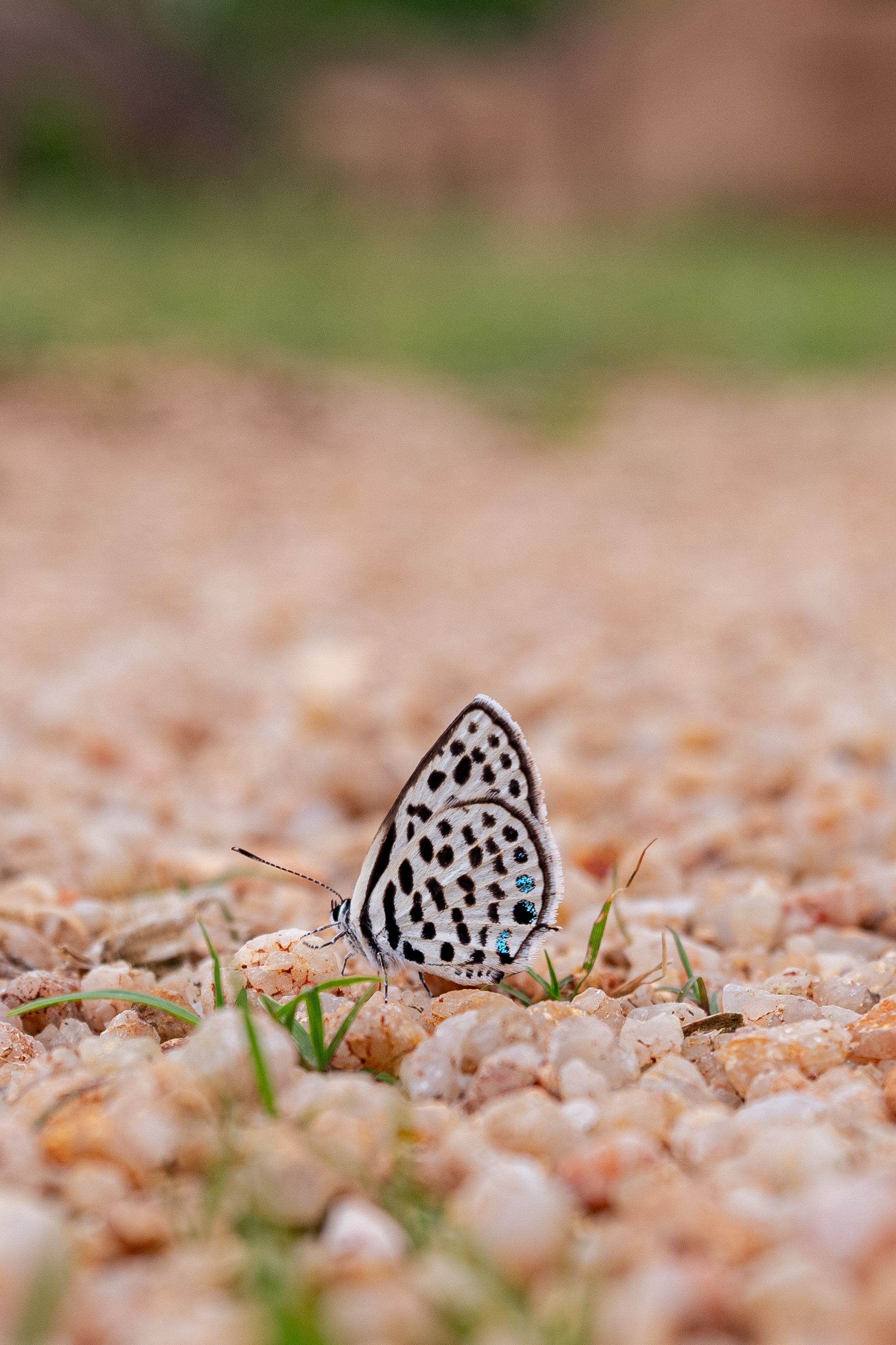 Cute Butterfly Photos, Download The BEST Free Cute Butterfly Stock ...