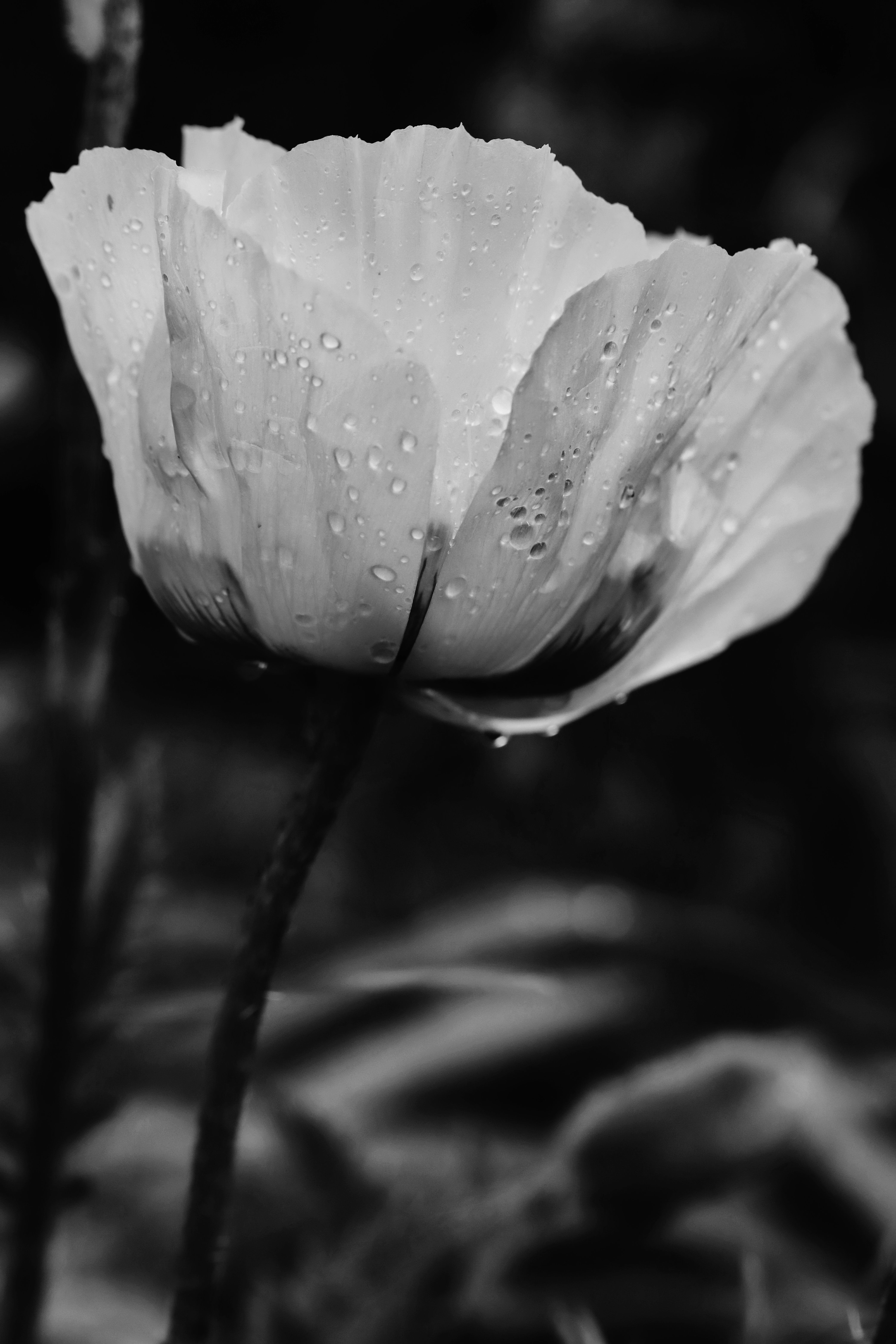 Dew-Covered White Poppy in Monochrome · Free Stock Photo