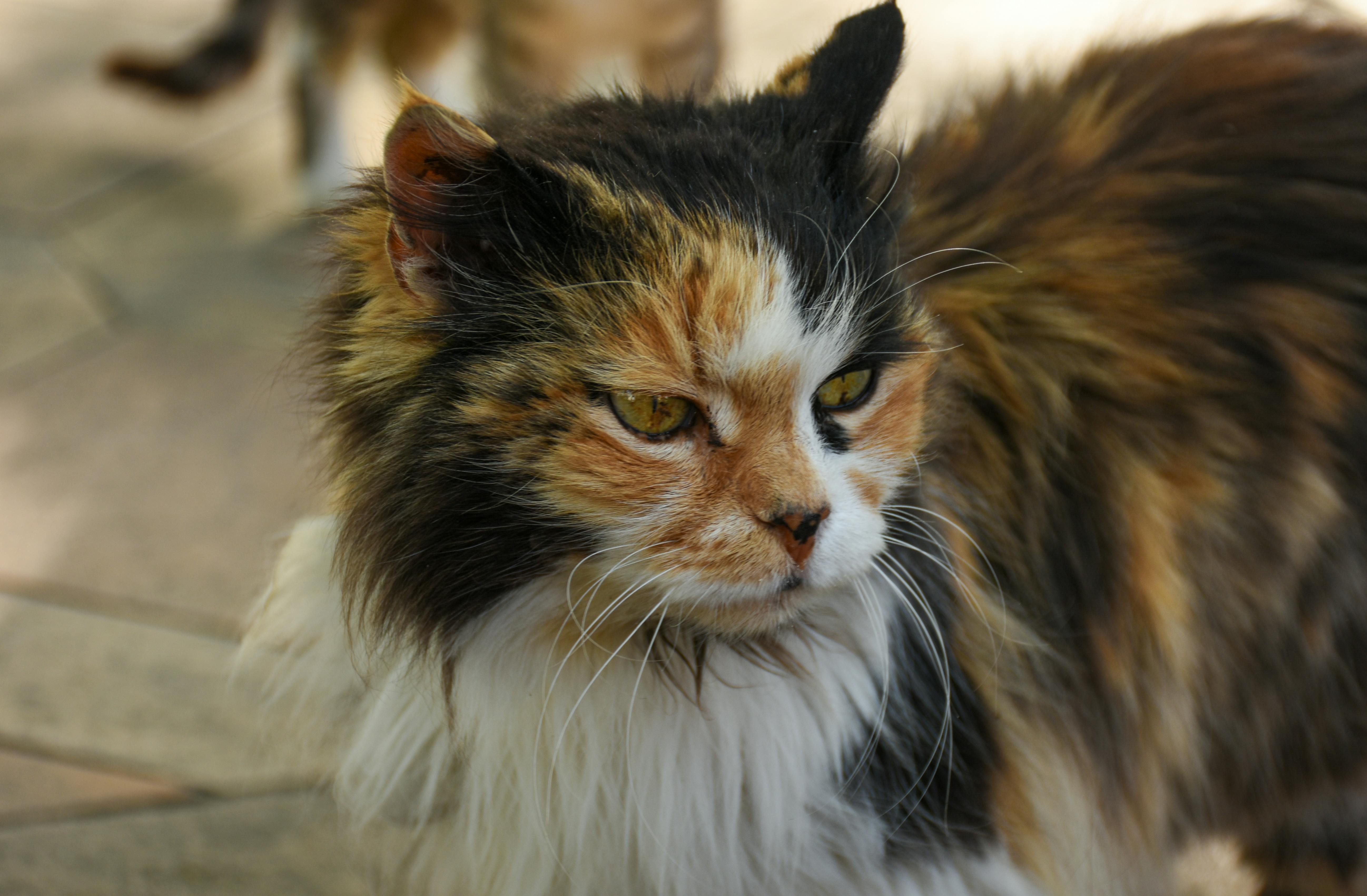 Simpatici Gatti Calico Photos, Download The BEST Free Simpatici Gatti ...