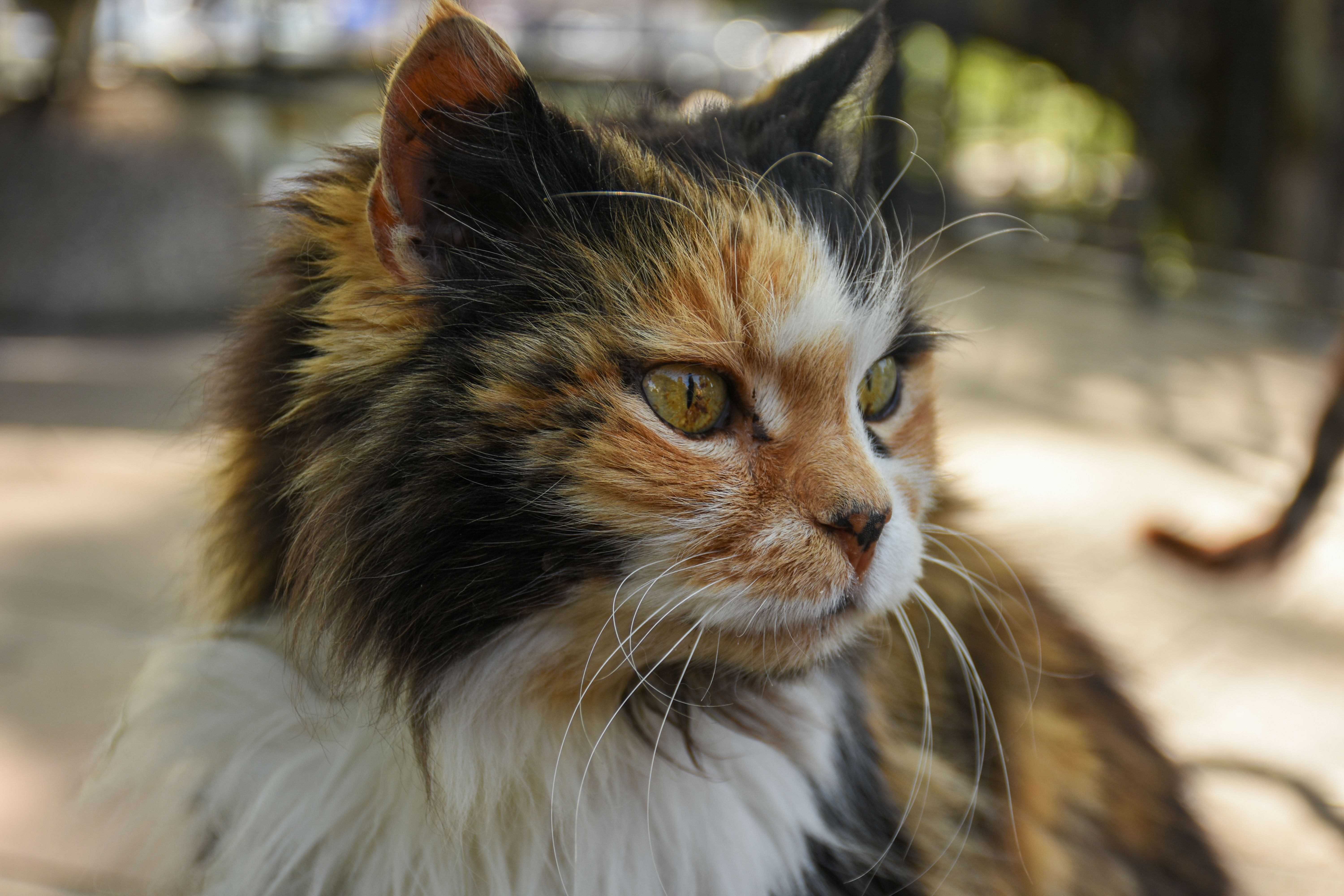 Close-up Portrait of a Calico Cat Outdoors · Free Stock Photo