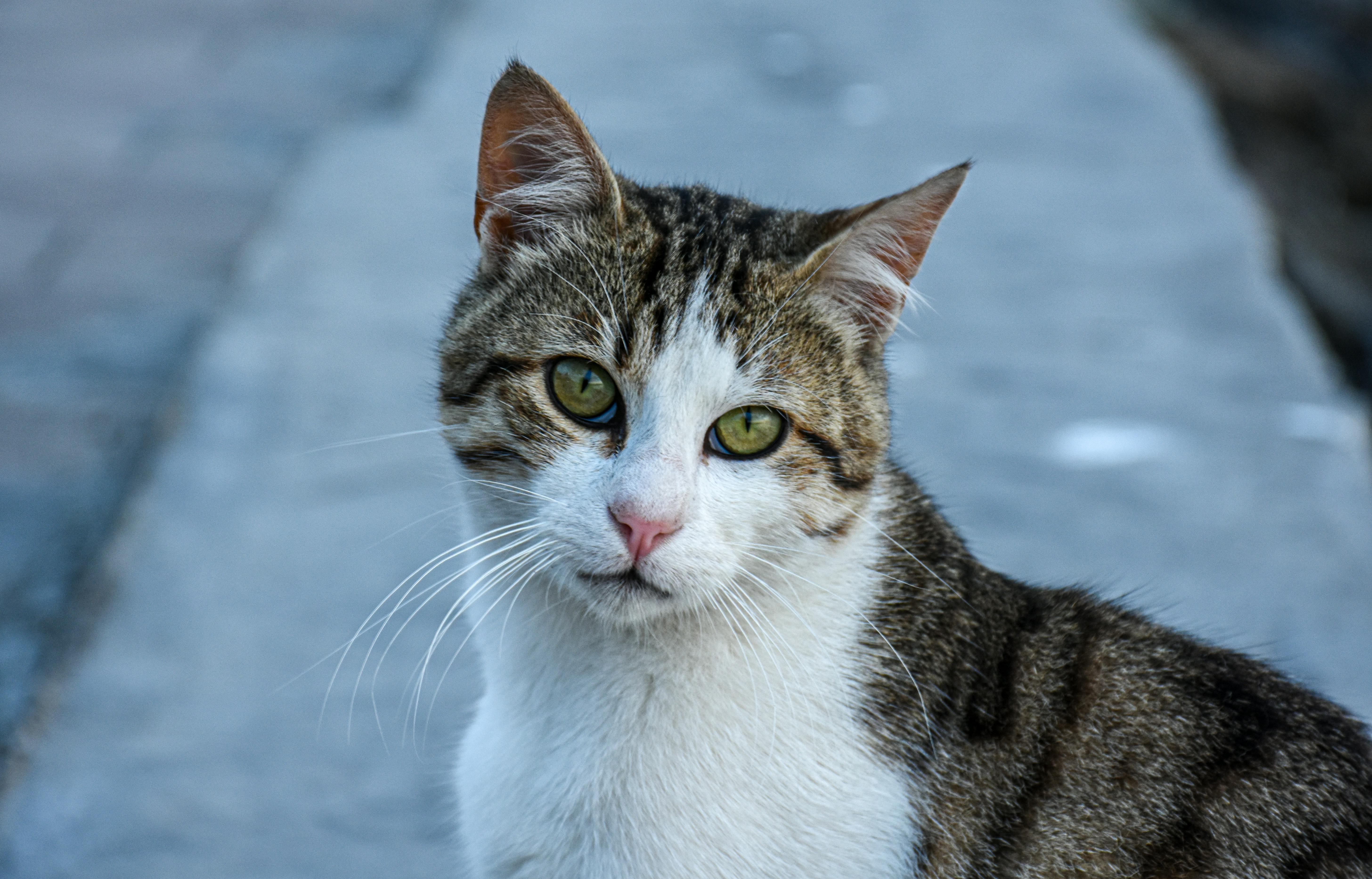 Bing+Homepage+Quiz+Jigsaw+Puzzles+2015+Images+And+Answers+Free Photos ...