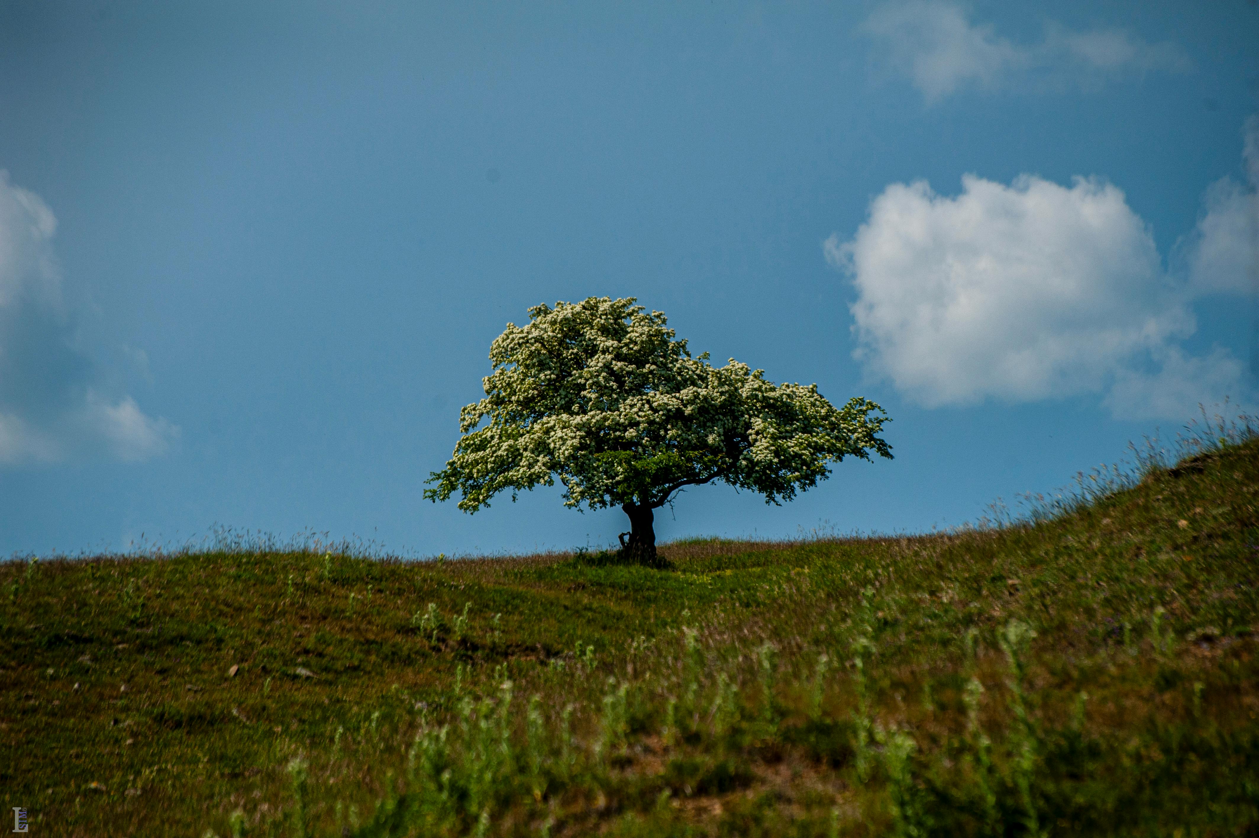 Single Tree Photos, Download The BEST Free Single Tree Stock Photos ...