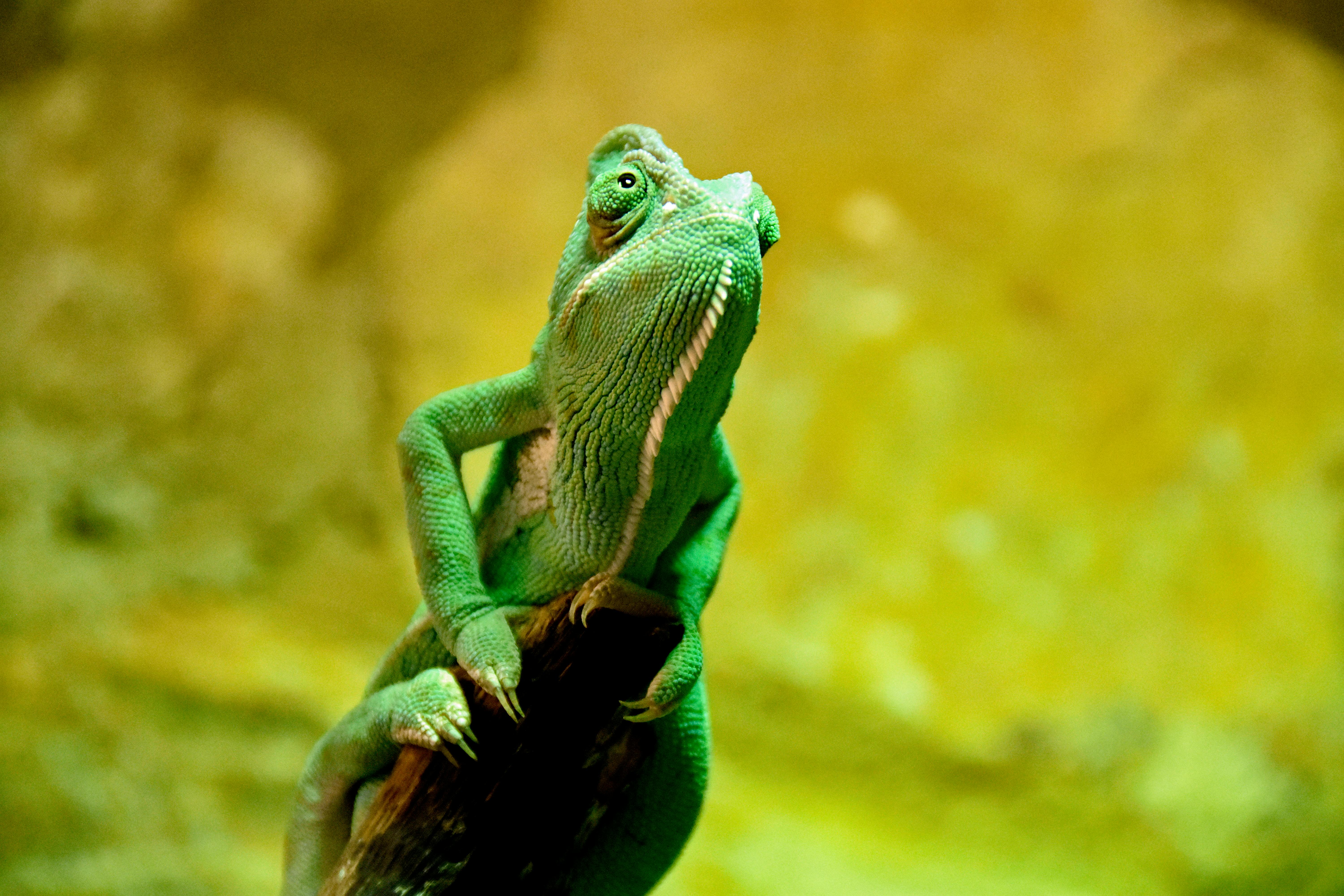 Greenscale Photos, Download The BEST Free Greenscale Stock Photos & HD ...