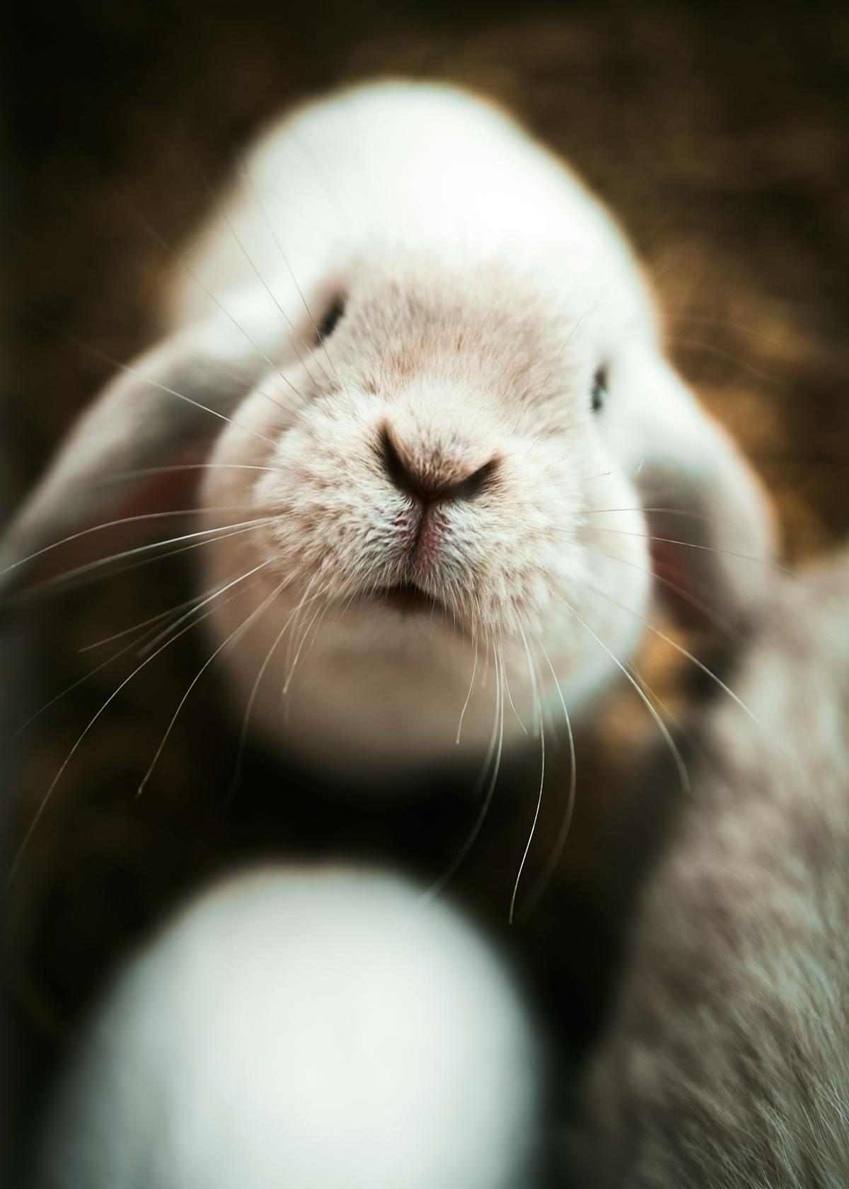 Rabbit Face Photos, Download The BEST Free Rabbit Face Stock Photos ...