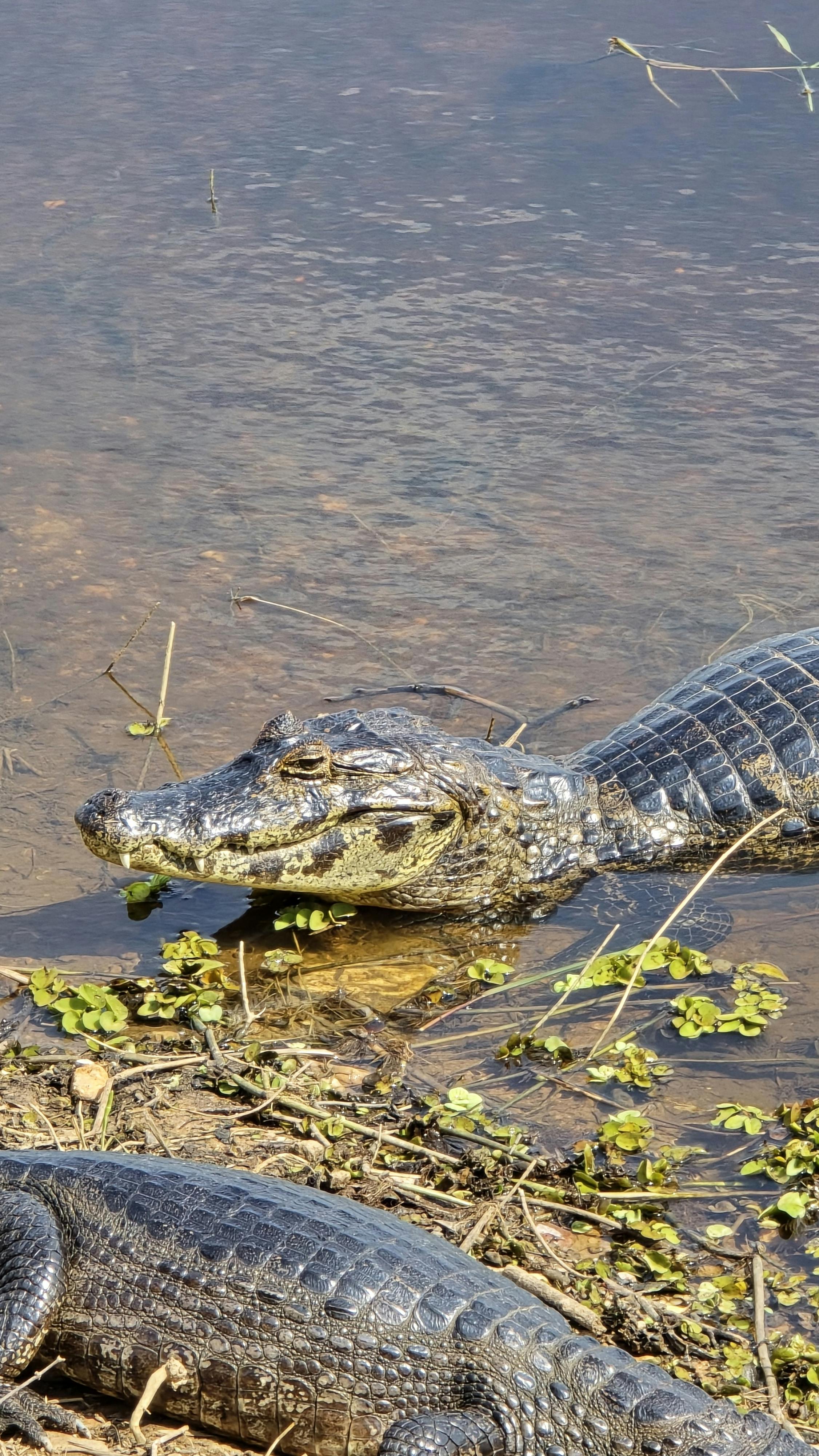 Cartoon Alligator Photos, Download The BEST Free Cartoon Alligator ...