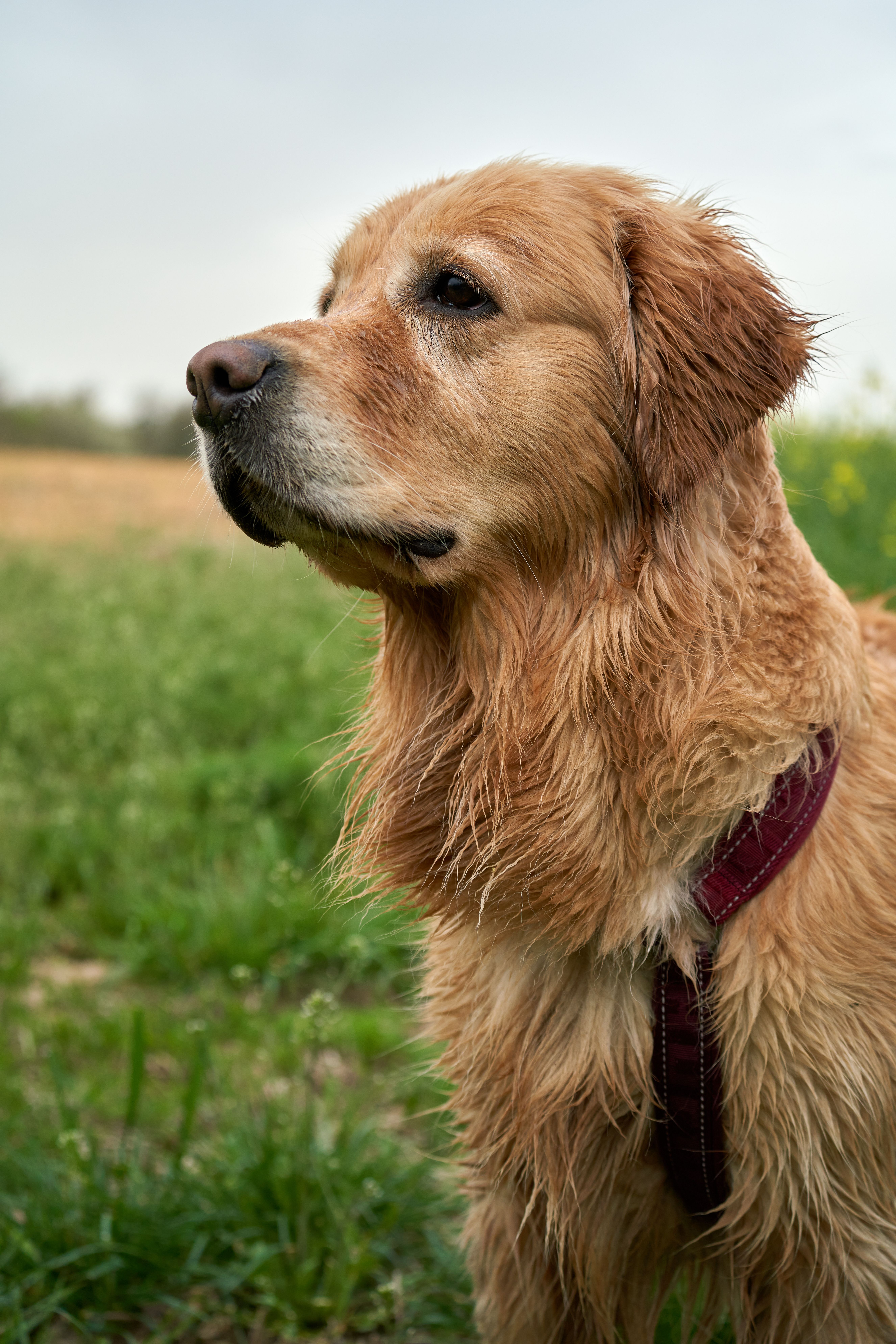 Beautiful Pet Photos, Download The BEST Free Beautiful Pet Stock Photos ...