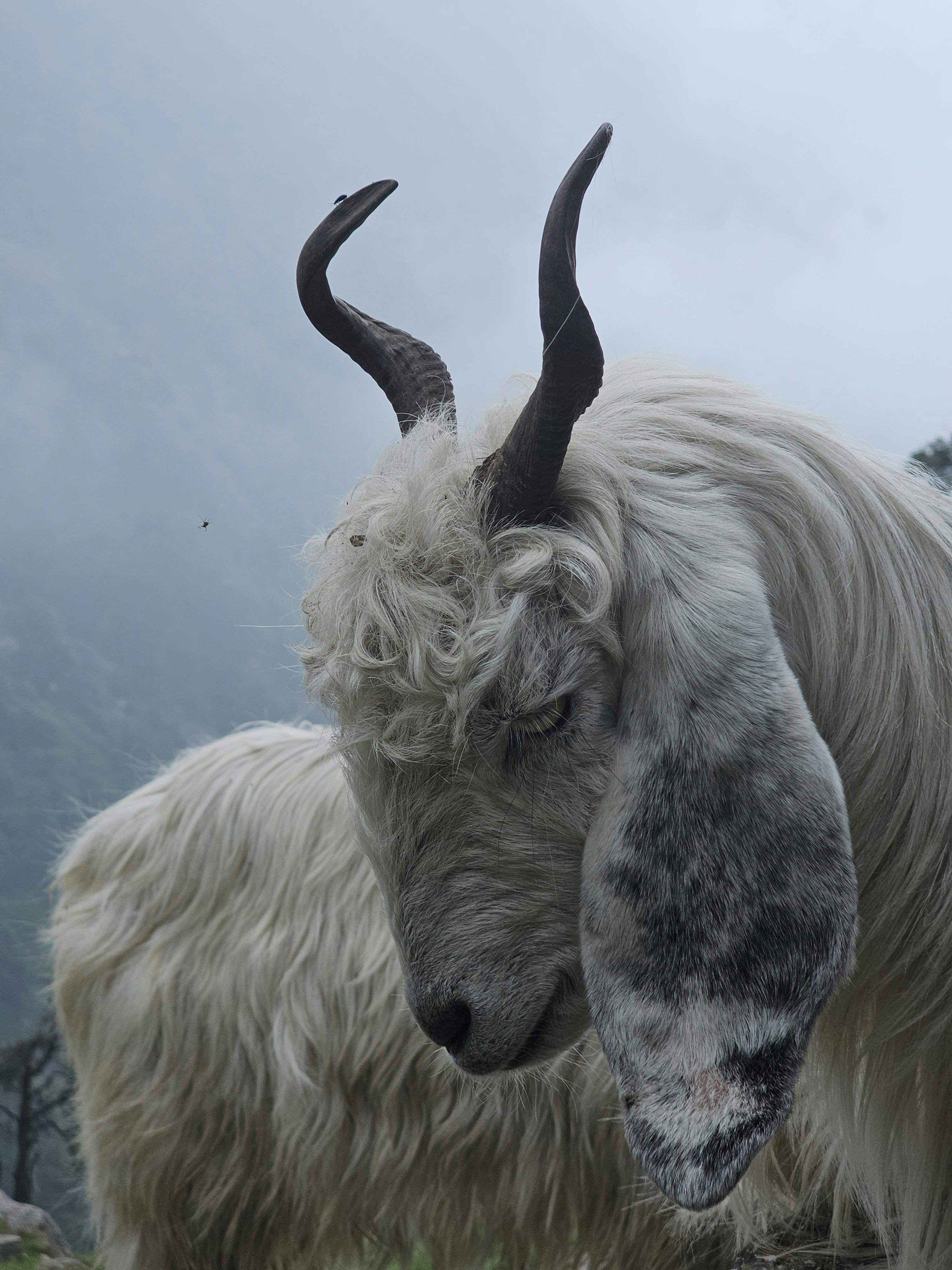 Majestic Himalayan Goat Grazing in Misty Landscape · Free Stock Photo