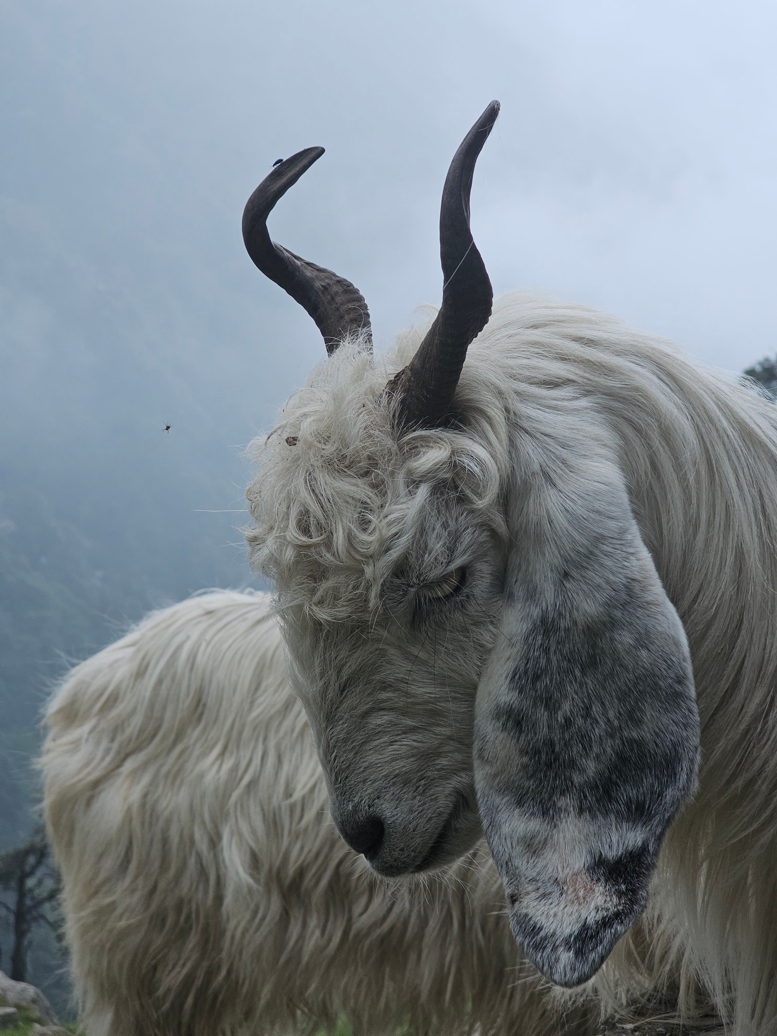 Majestic Himalayan Goat Grazing in Misty Landscape · Free Stock Photo
