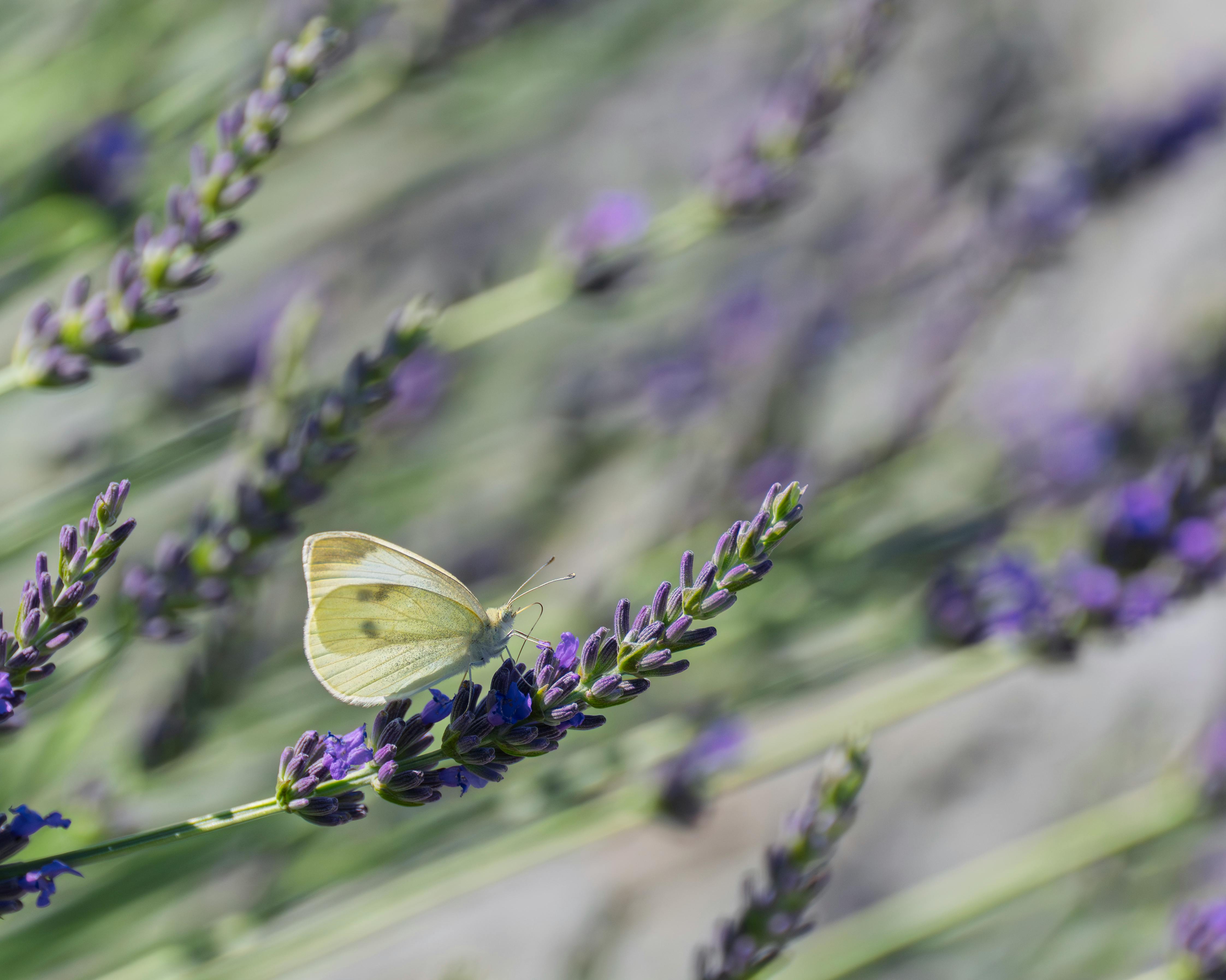 Violet Viand Photos, Download The BEST Free Violet Viand Stock Photos ...