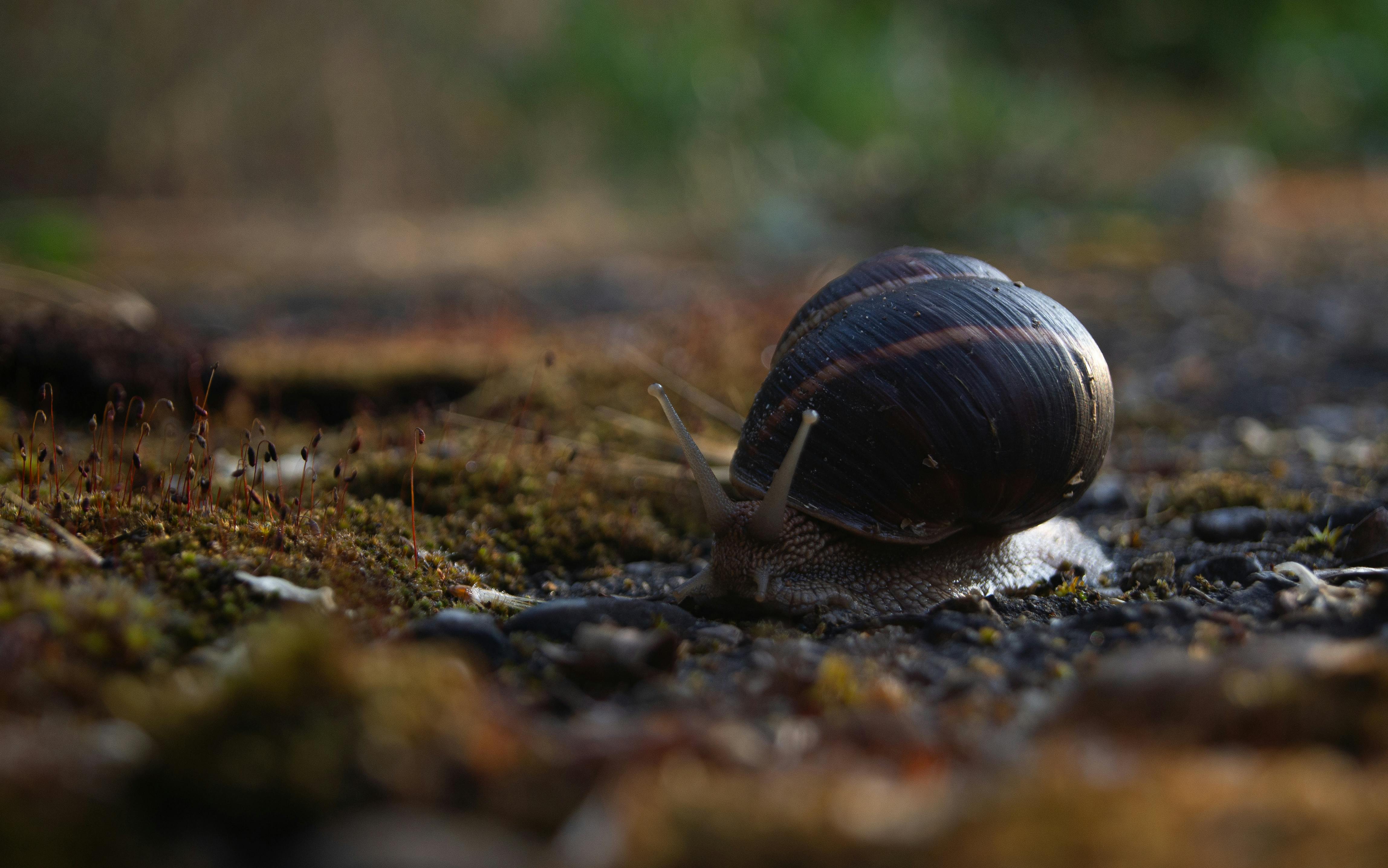 Wild Snails Photos, Download The BEST Free Wild Snails Stock Photos ...