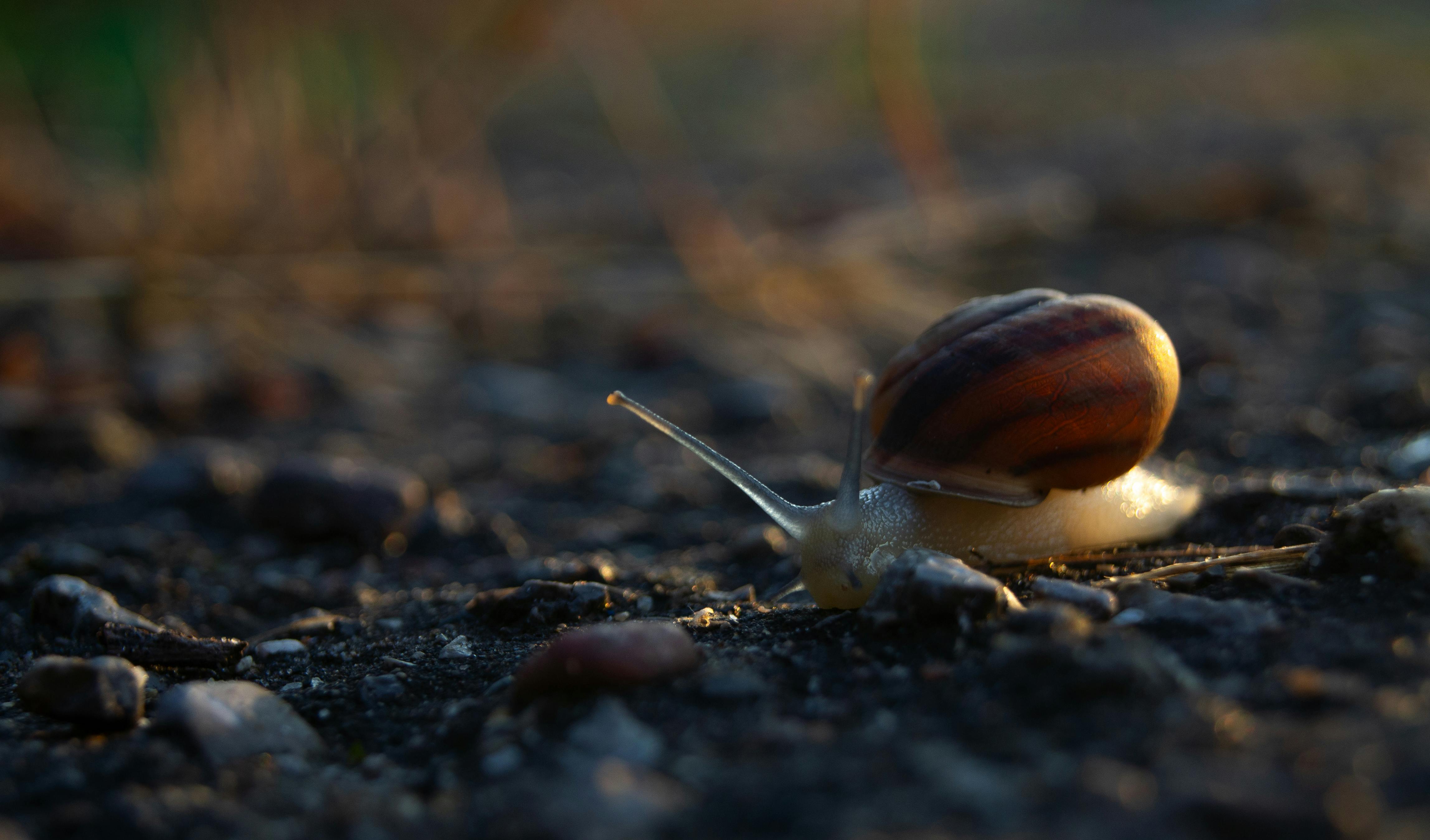 Close-up of a Snail at Golden Hour on Rocky Surface · Free Stock Photo