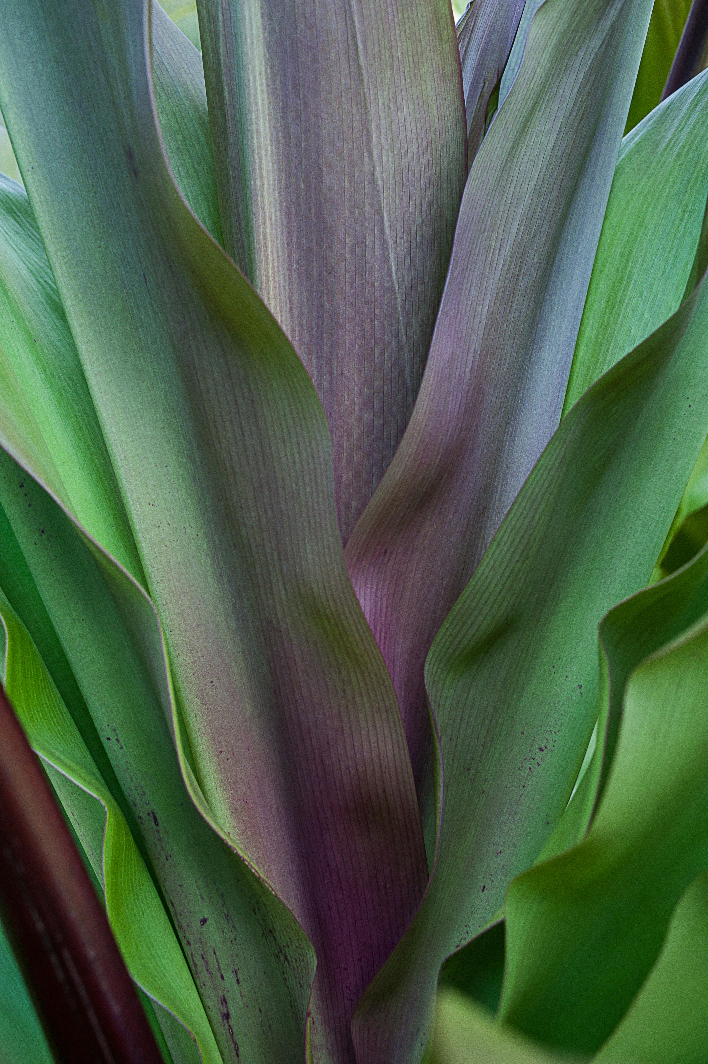 Natural Shading Photos, Download The BEST Free Natural Shading Stock ...