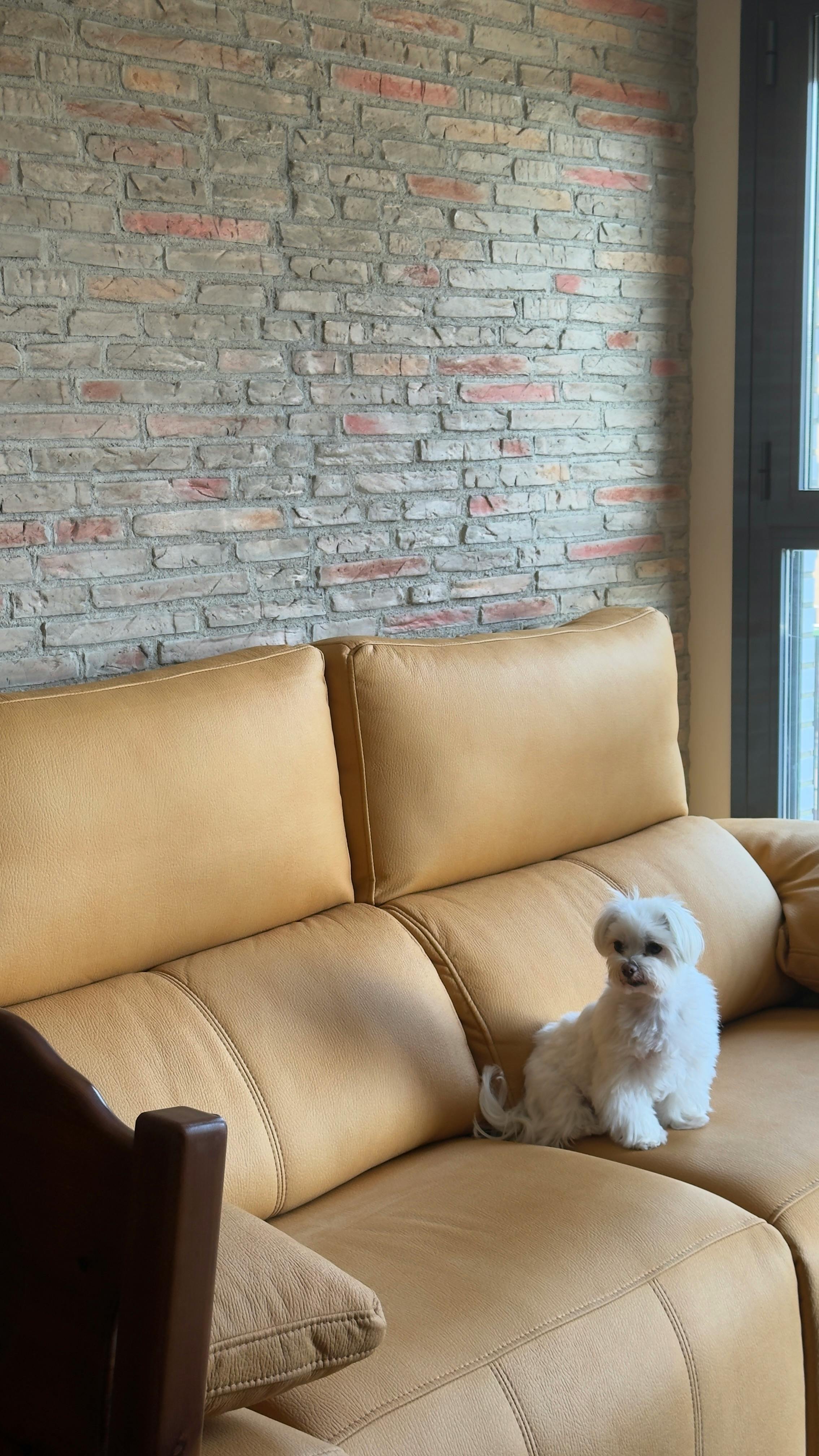 Cute Maltese Dog Sitting on Cozy Beige Sofa · Free Stock Photo