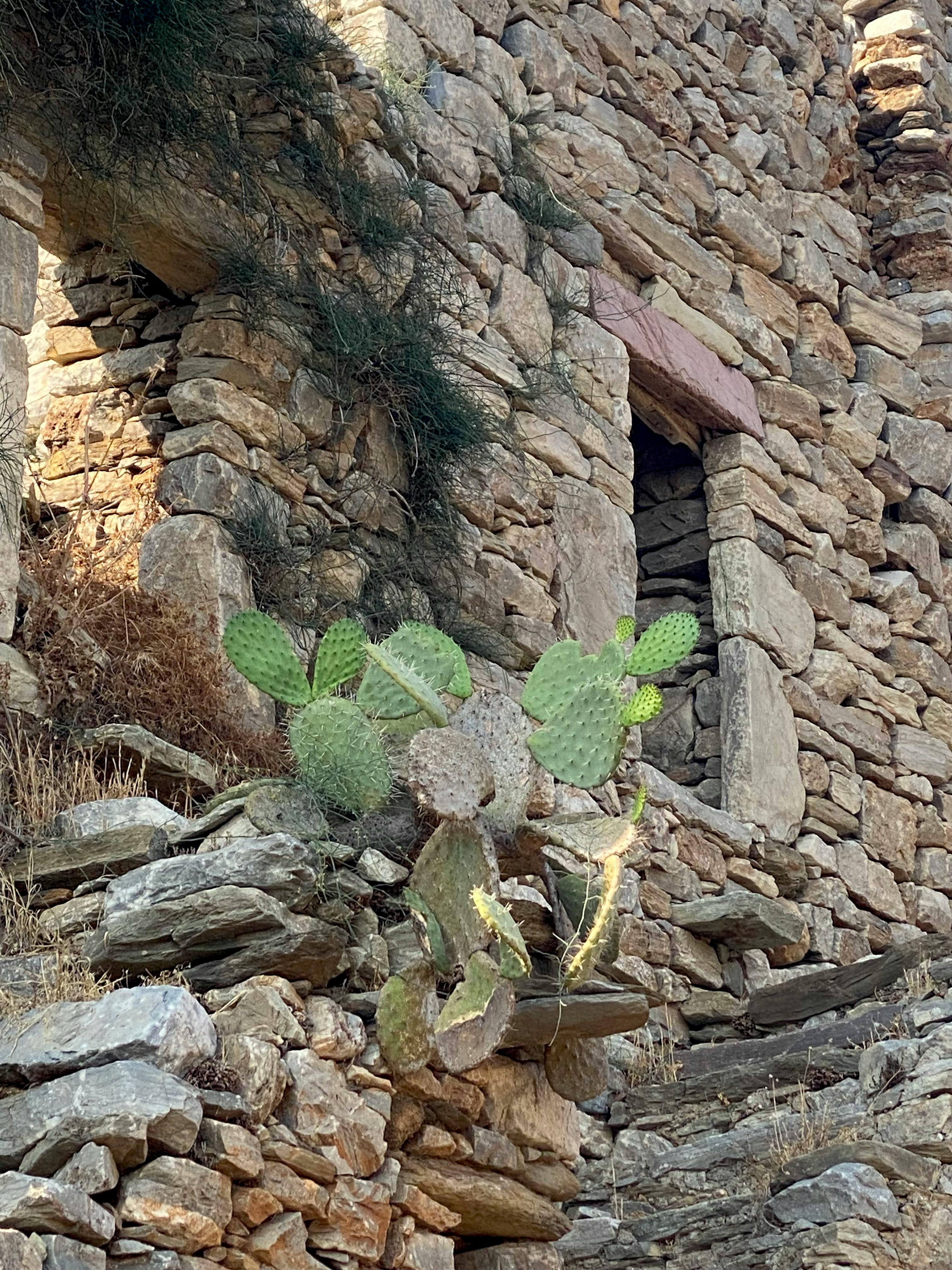 Ancient Stone Structure with Cactus in Greece · Free Stock Photo