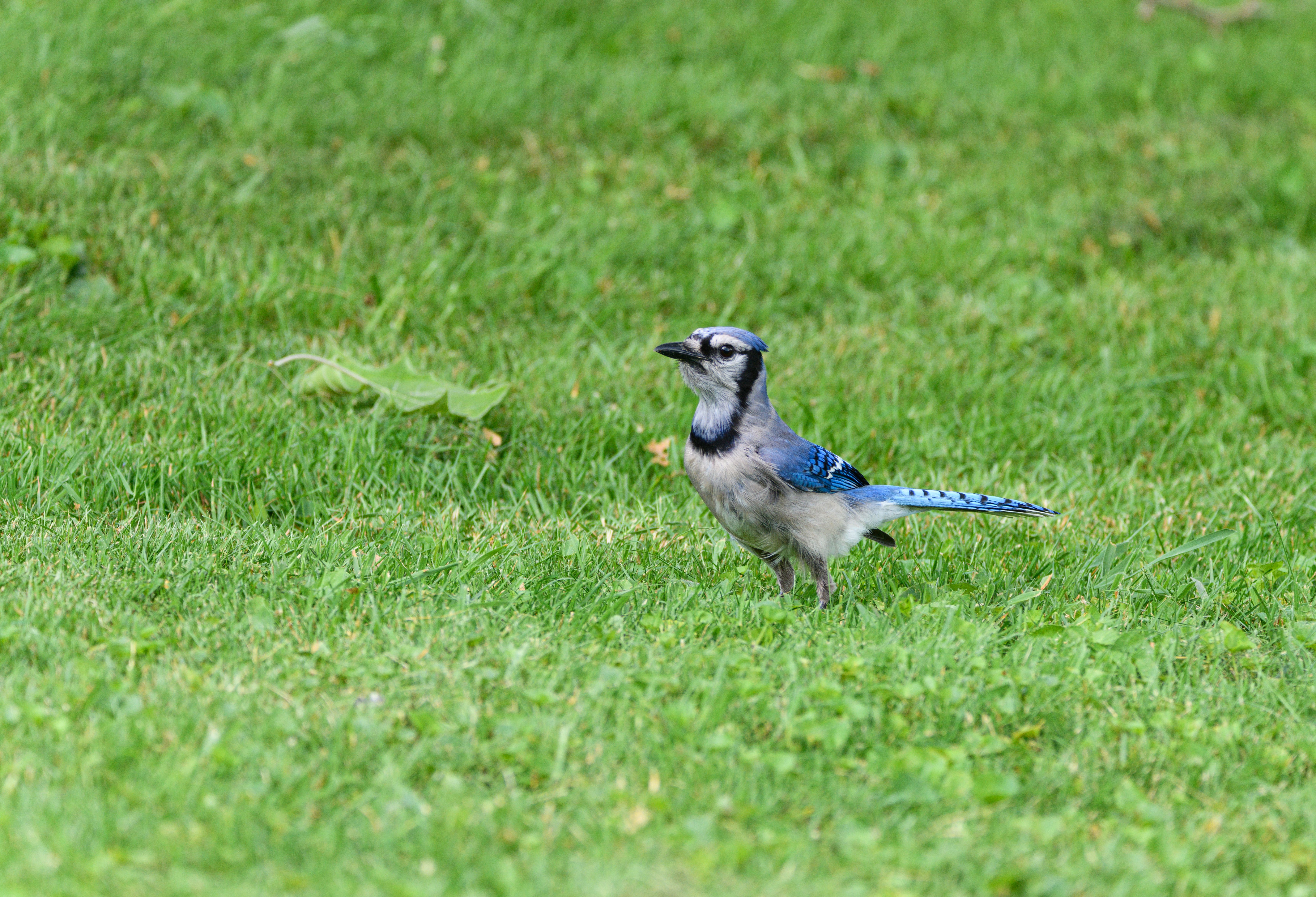 Vibrant Blue Jay Standing on Lush Green Grass · Free Stock Photo