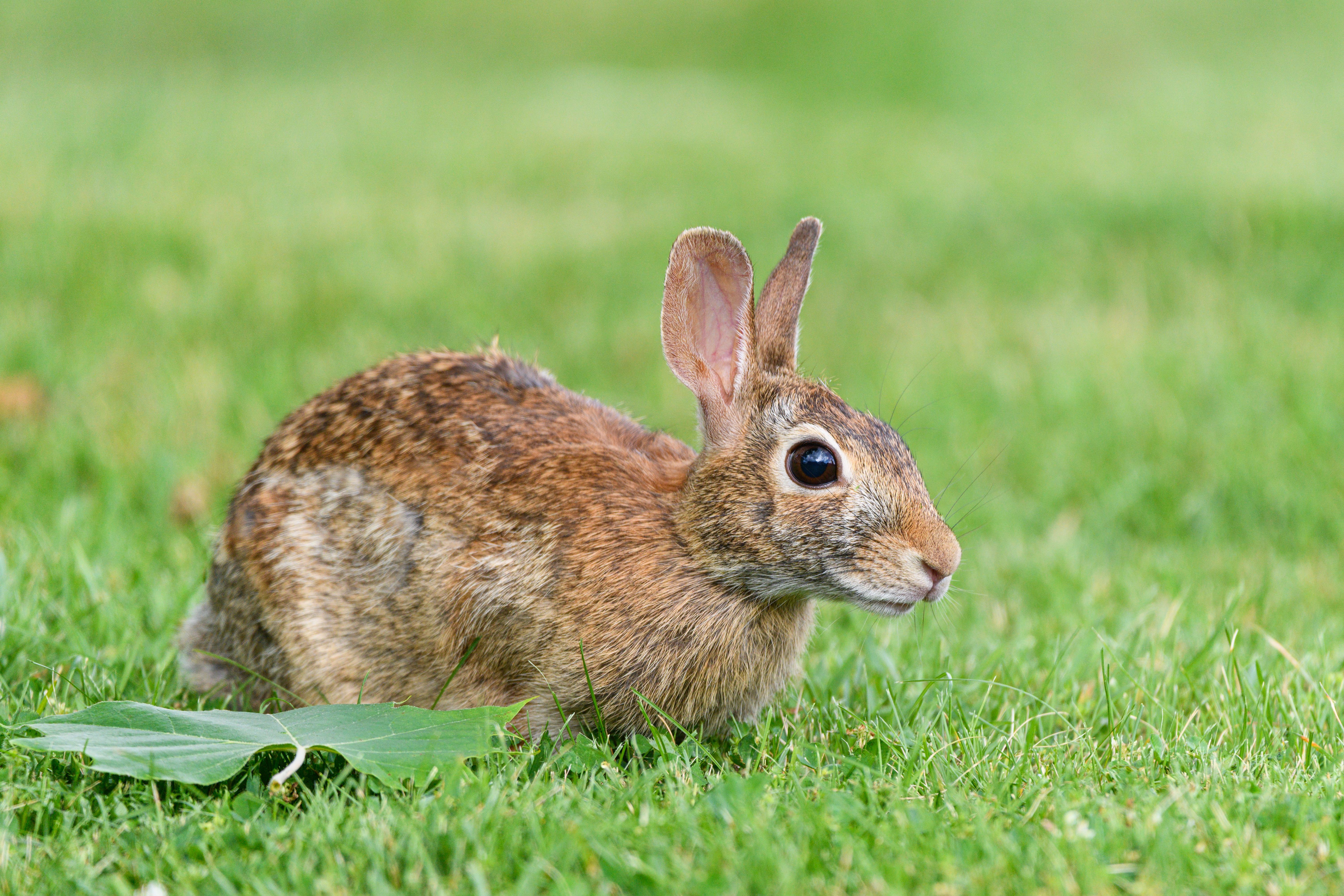 Brown Rabbit · Free Stock Photo