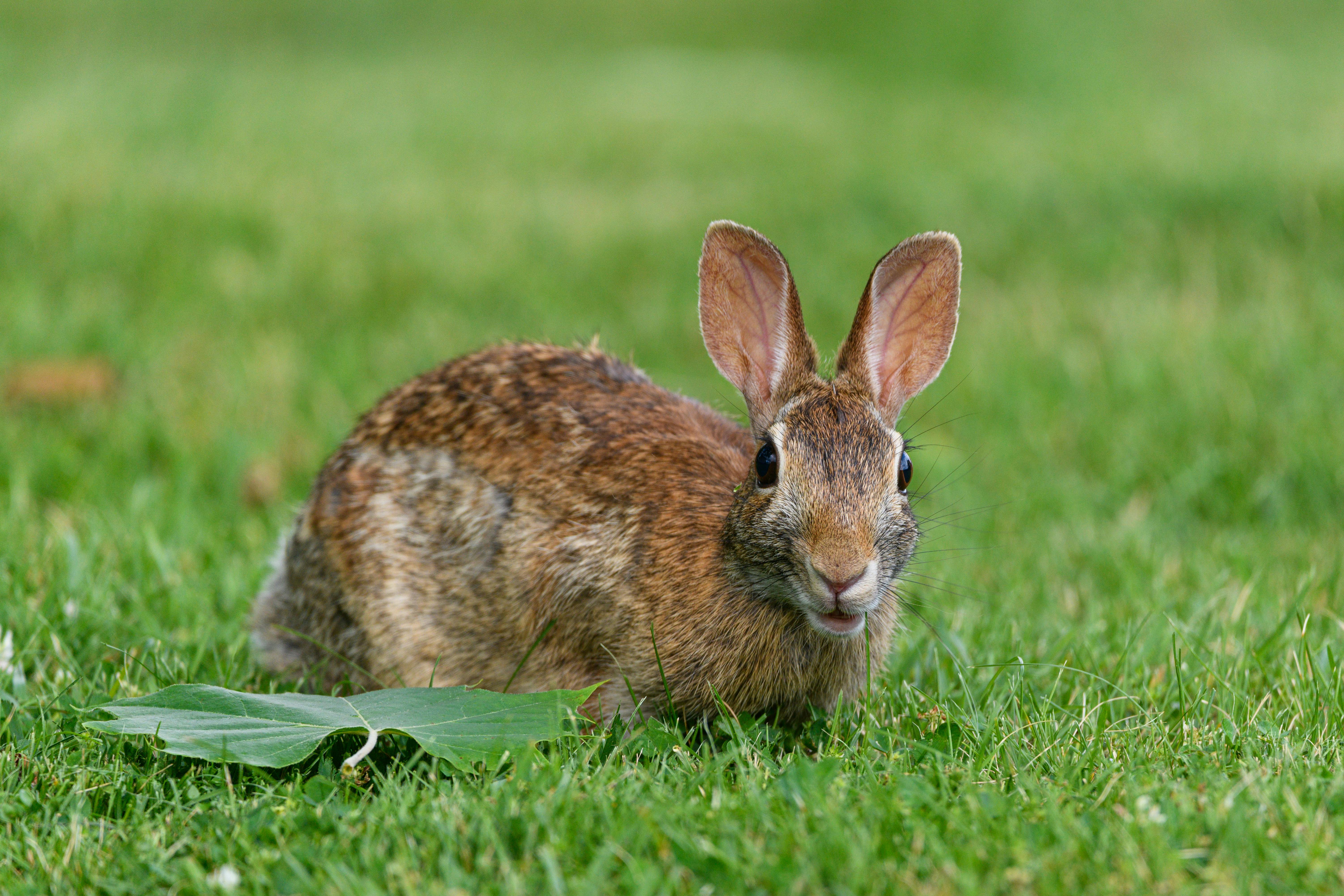 Rabbit Wallpapper Photos, Download The BEST Free Rabbit Wallpapper ...