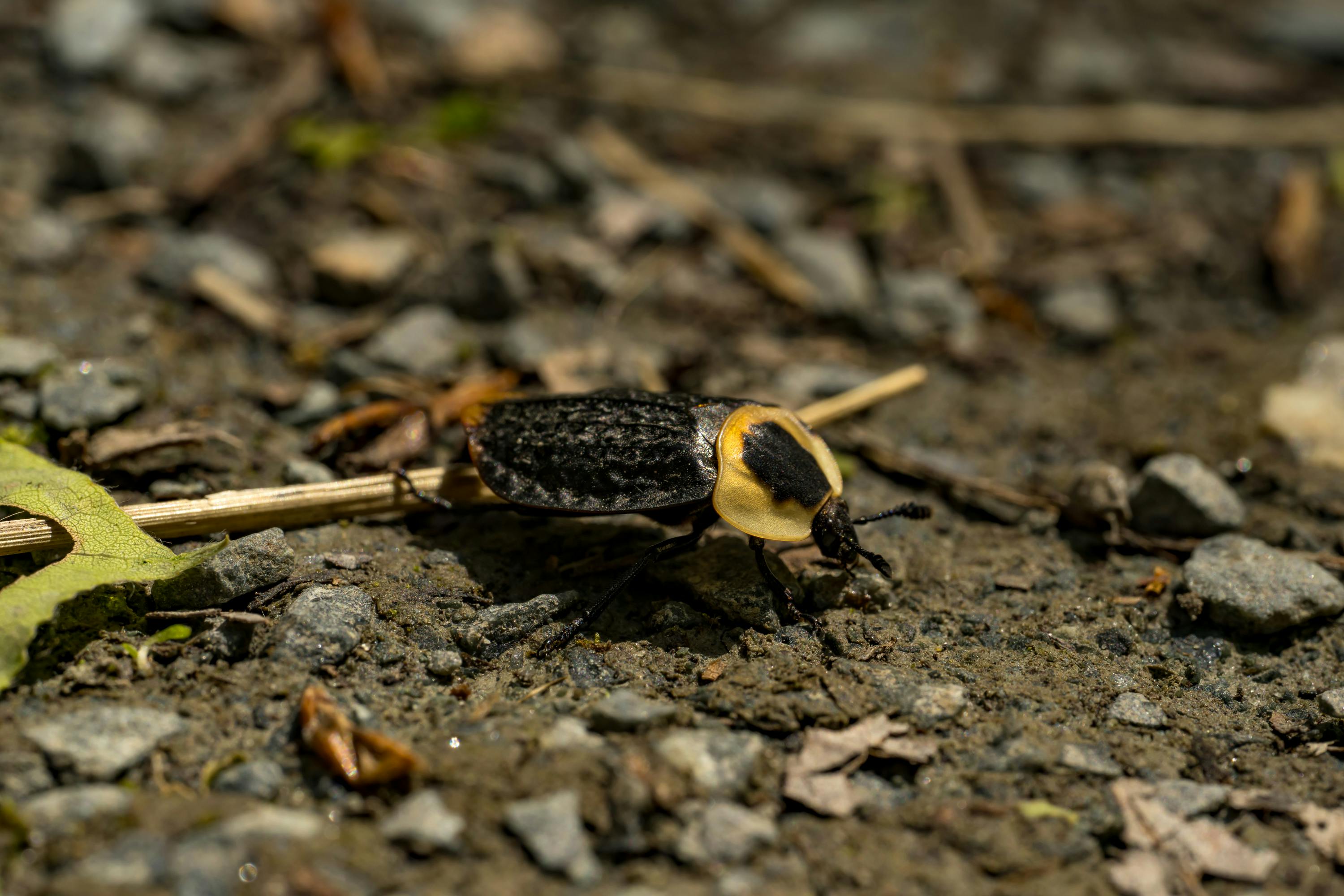 Hello June Photos, Download The BEST Free Hello June Stock Photos & HD ...