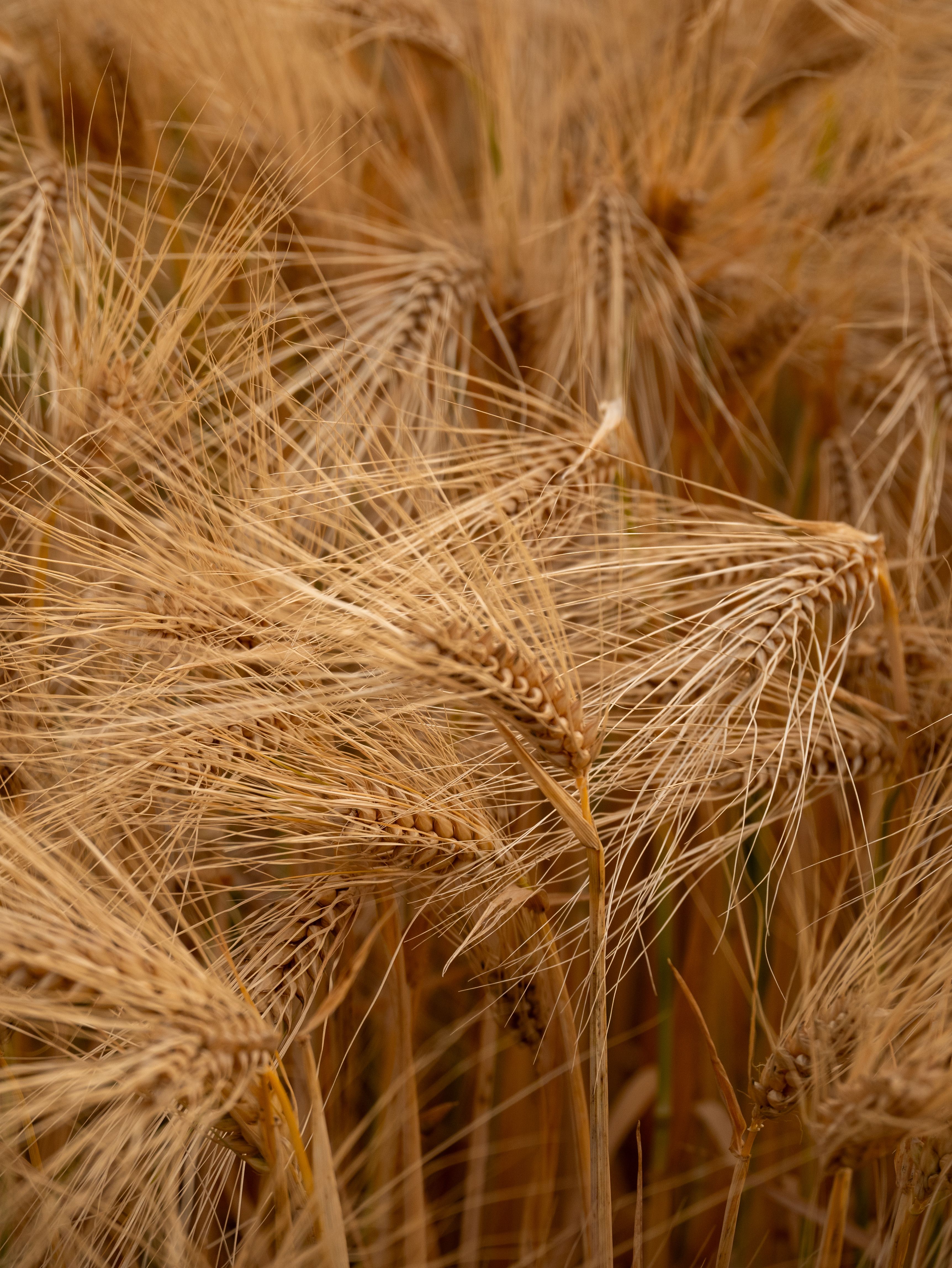 Green Grass during Daytime · Free Stock Photo